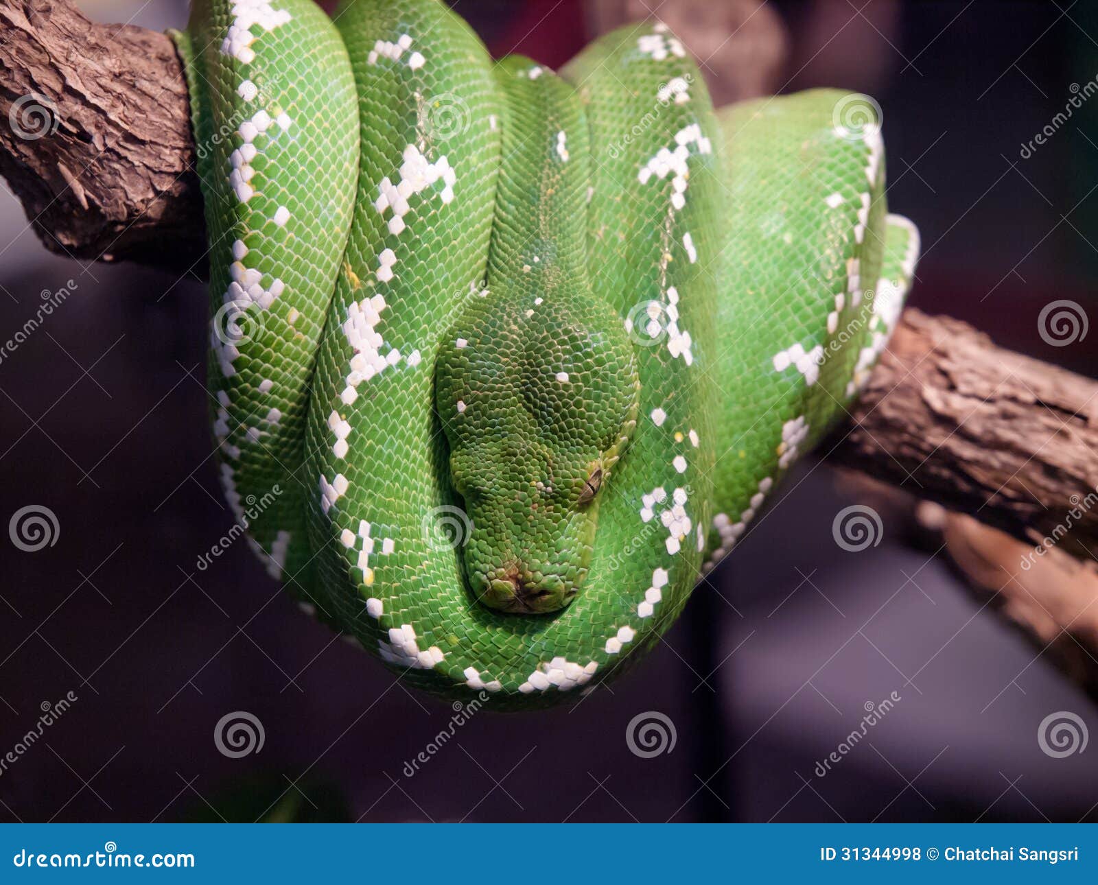 Pitón verde del árbol foto de archivo. Imagen de reptil - 31344998