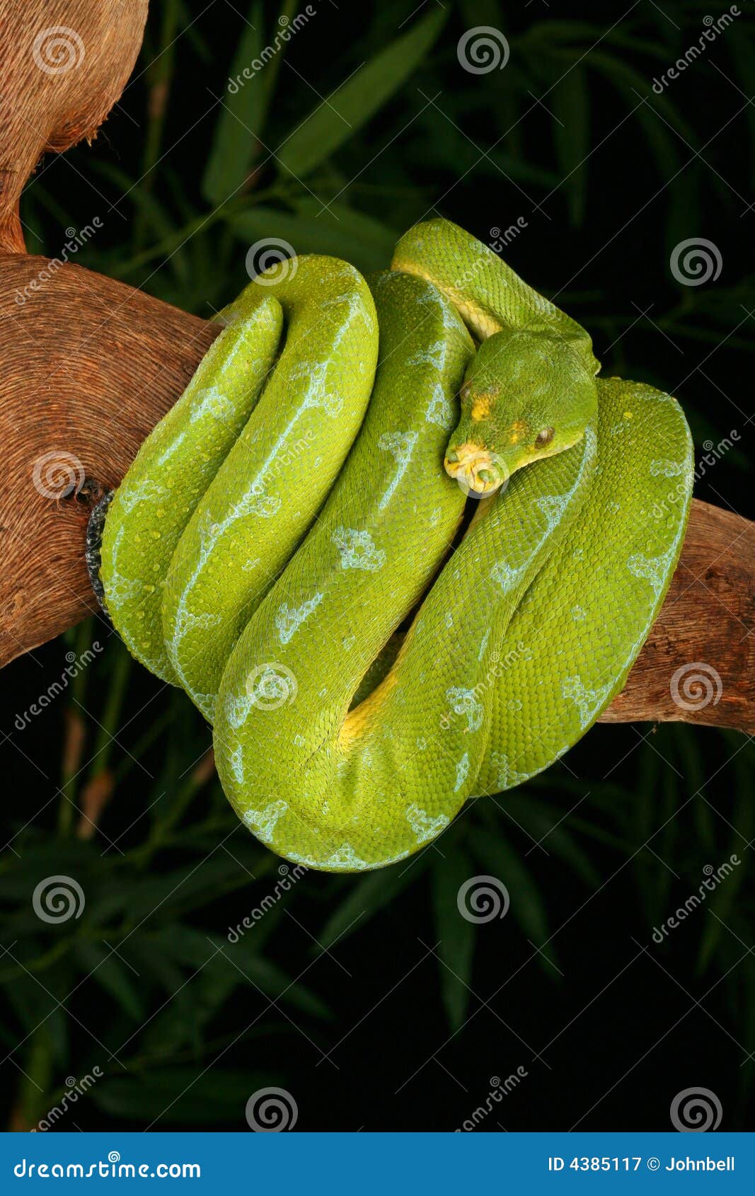Pitón verde del árbol imagen de archivo. Imagen de reptil - 4385117