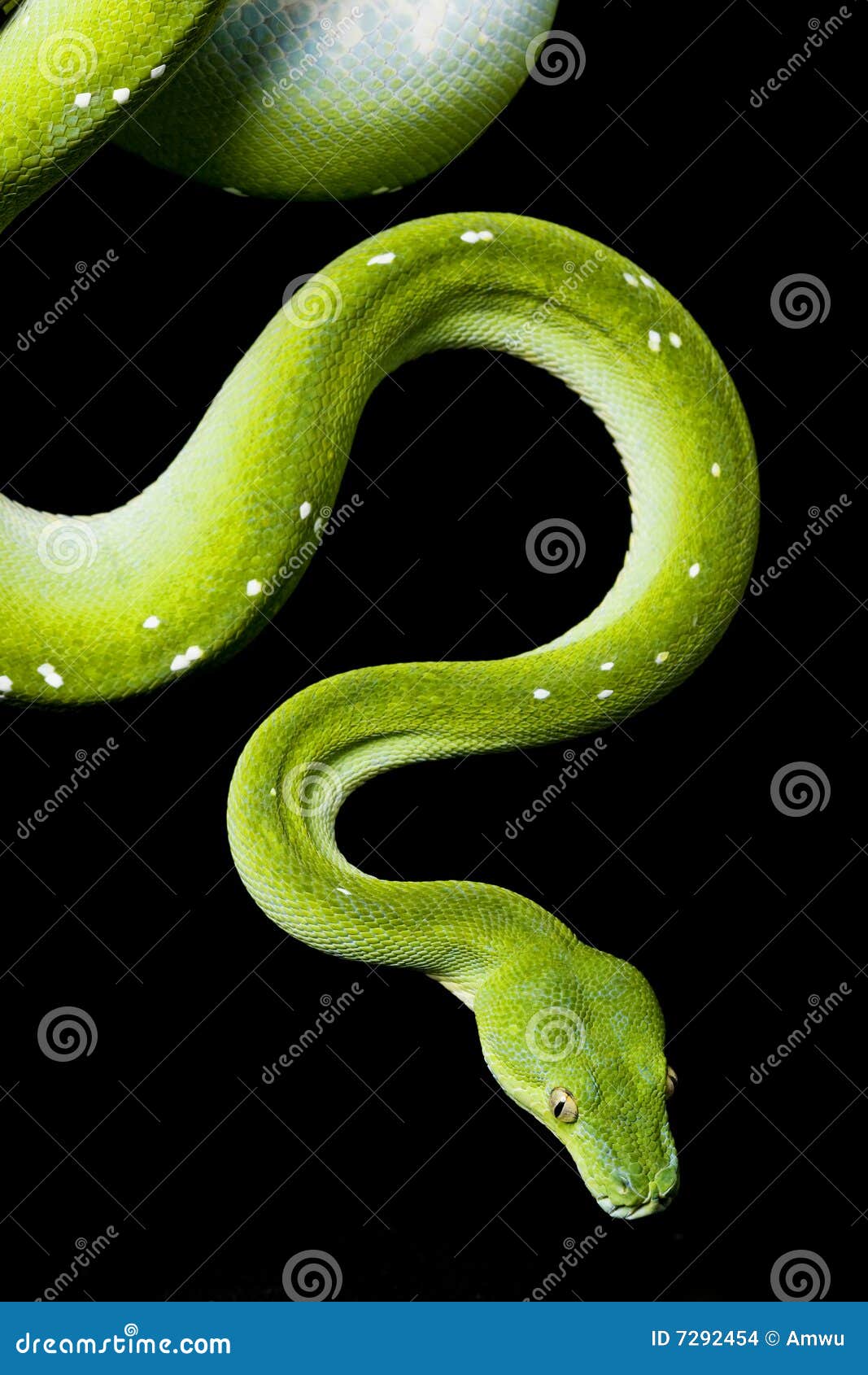 Pitón verde del árbol foto de archivo. Imagen de espacio - 7292454