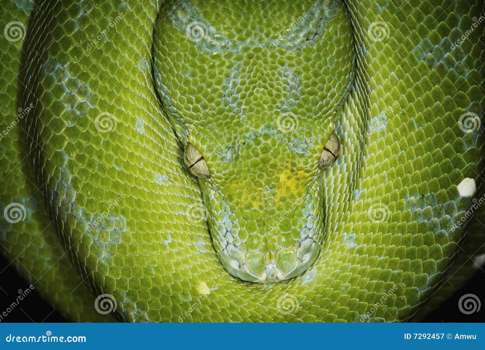 Pitón verde del árbol imagen de archivo. Imagen de peligro - 7292457