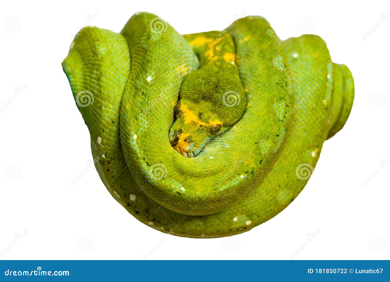 Pitón Verde Joven Sobre Fondo Blanco Foto de archivo - Imagen de ...