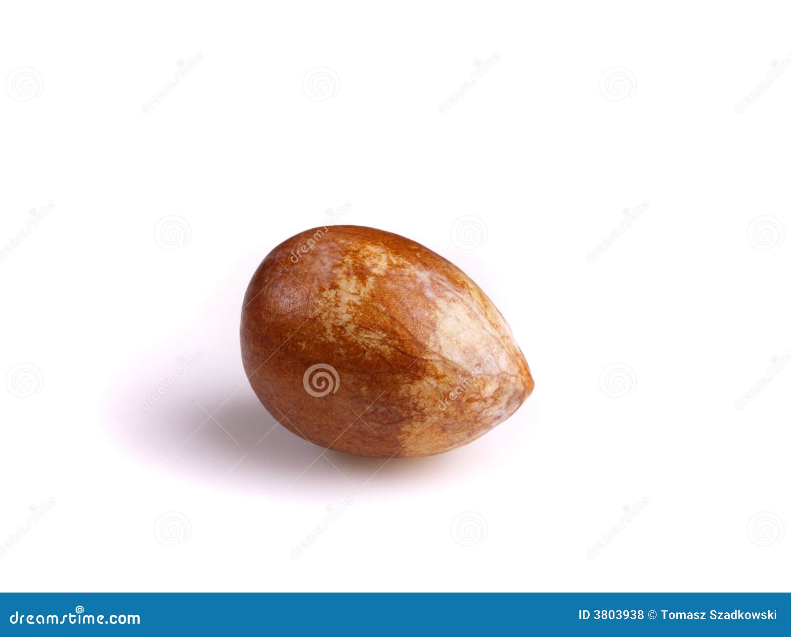 Pit of avocado stock photo. Image of exotic, stone, fruit - 3803938