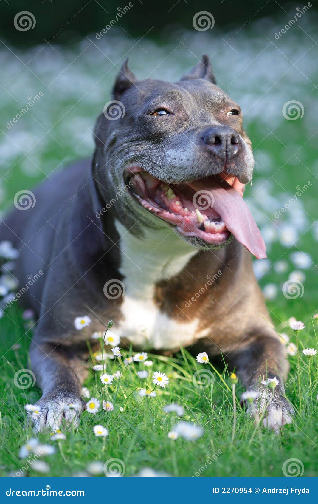 Pit bull stock photo. Image of friend, domestic, sitting - 2270954