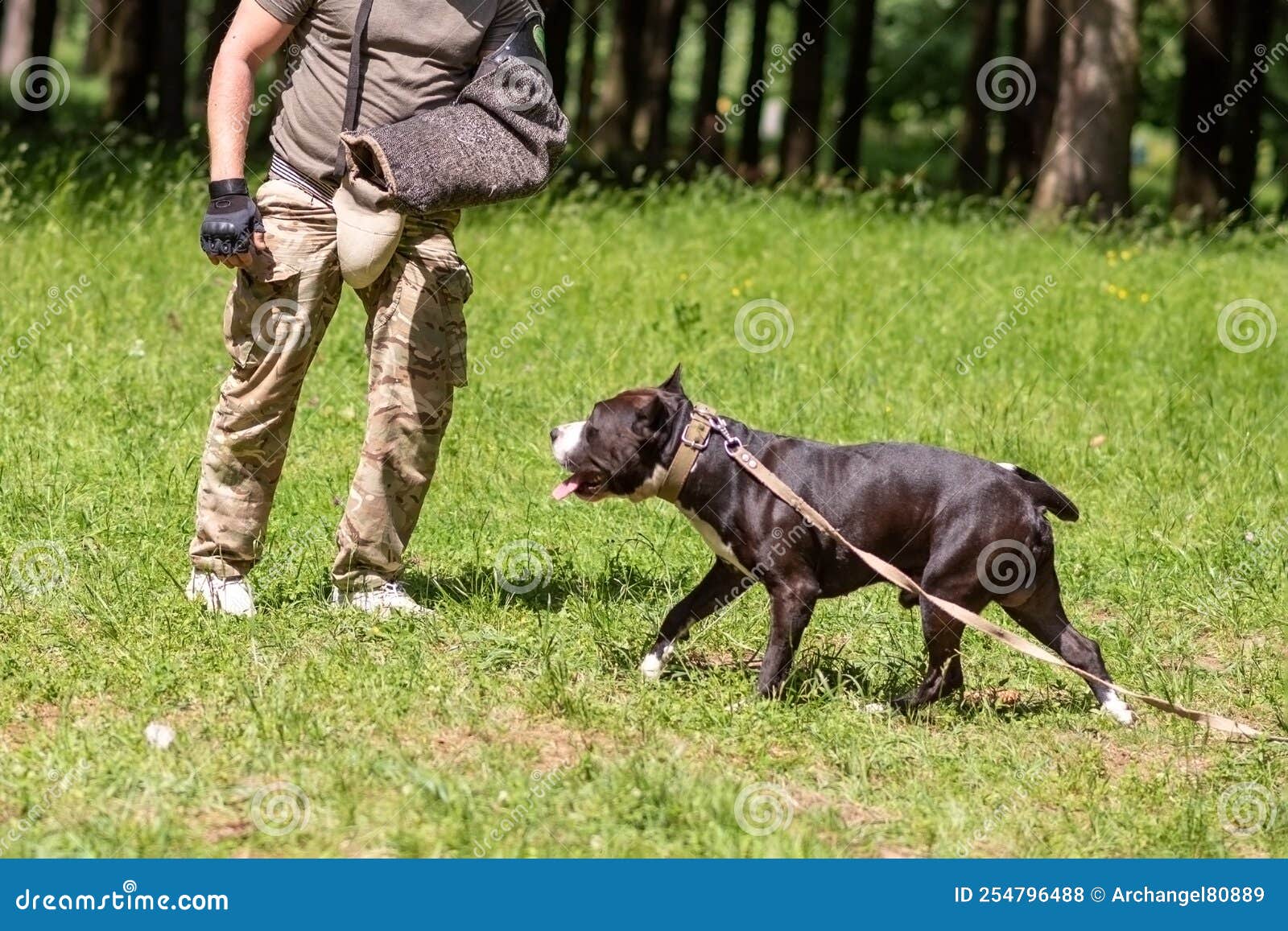 A Pit Bull Attacks a Cynologist during Aggression Training. Stock Photo ...