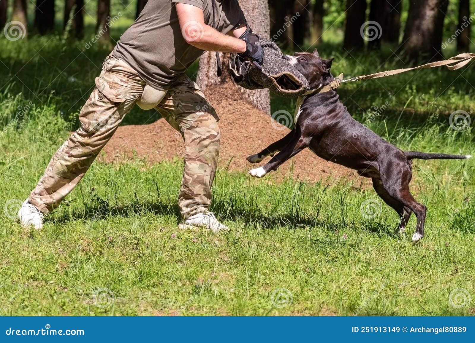 A Pit Bull Attacks a Cynologist during Aggression Training Stock Image ...