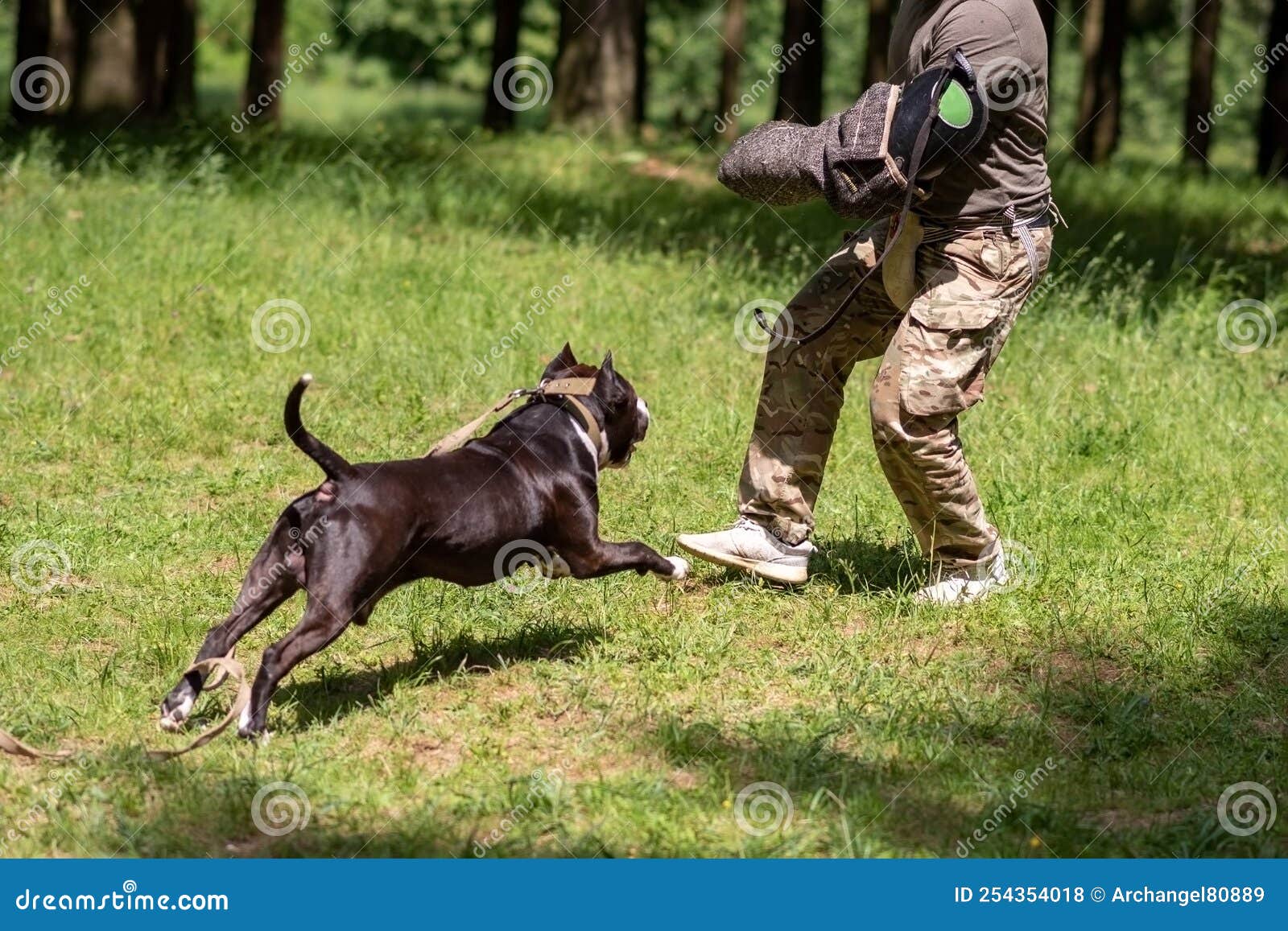A Pit Bull Attacks a Cynologist during Aggression Training. Stock Photo ...