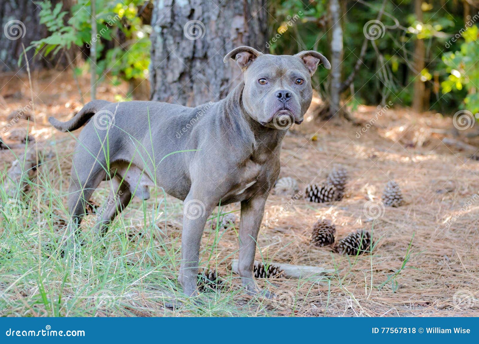 Pit Bull azul foto de archivo. Imagen de corteza, mascota - 77567818