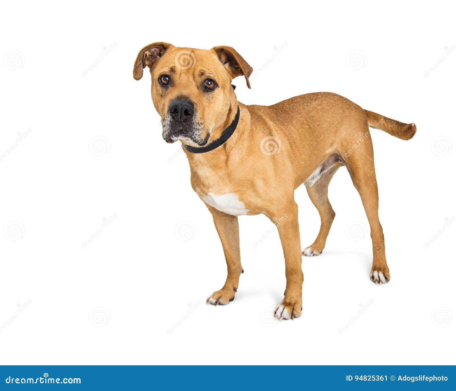 German Shepherd Pitbull Boxer Mix Puppies