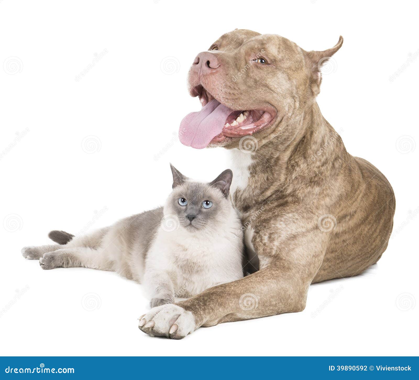 Pit bull and a cat stock photo. Image of little, expression - 39890592