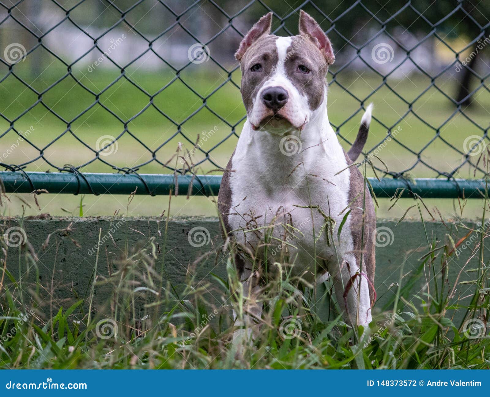 Pit bull dog on alert stock photo. Image of adorable - 148373572