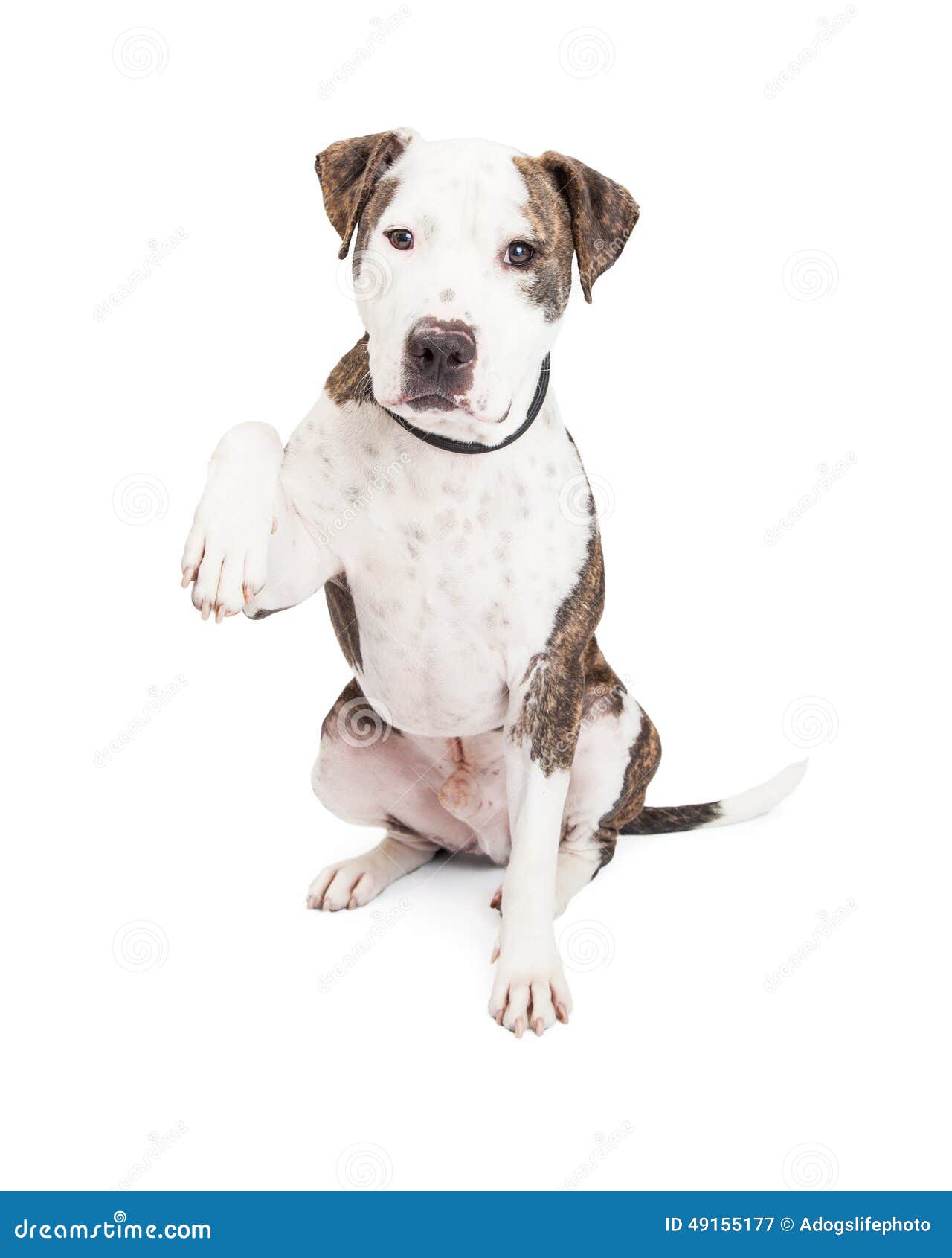 Pit Bull Dog Holding Paw image stock. Image du canin - 49155177