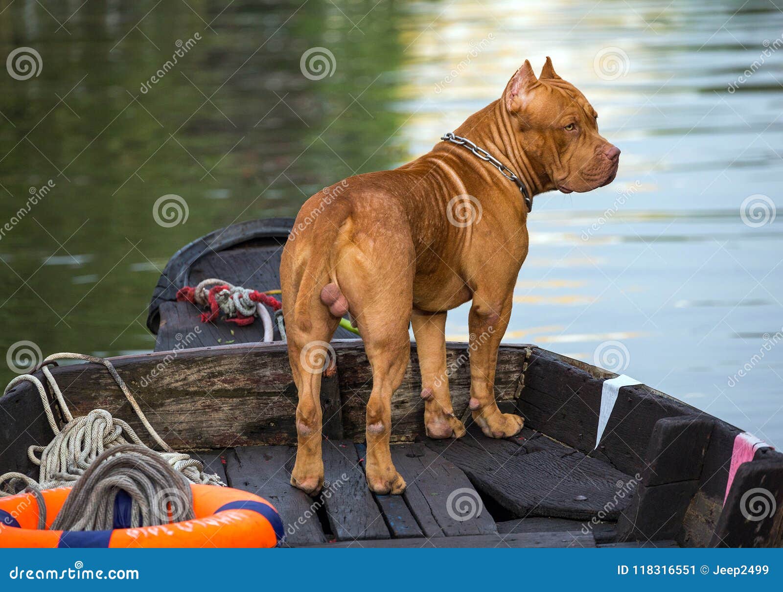 Pit Bull Dog Standing on the Ship. Stock Image - Image of sharpei ...