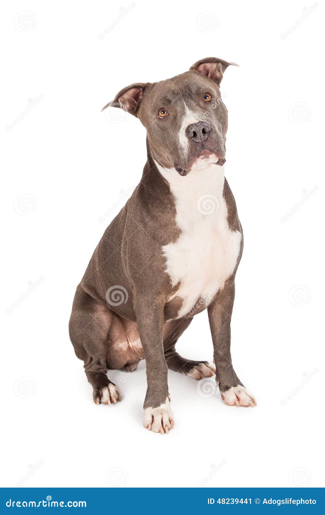 Pit Bull Dog Sitting Azul Lindo Imagen de archivo - Imagen de espacio ...