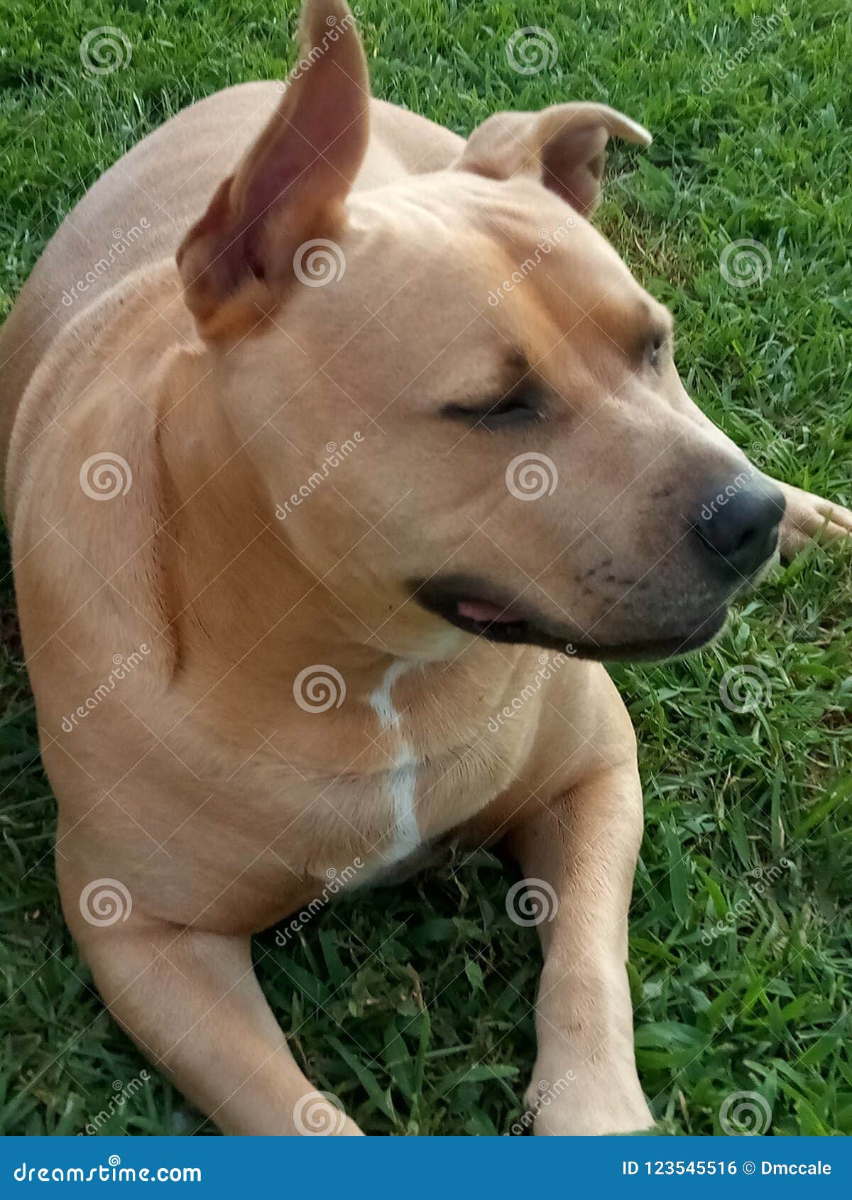 Pit bull dog stock photo. Image of cloud, gard, happy - 123545516