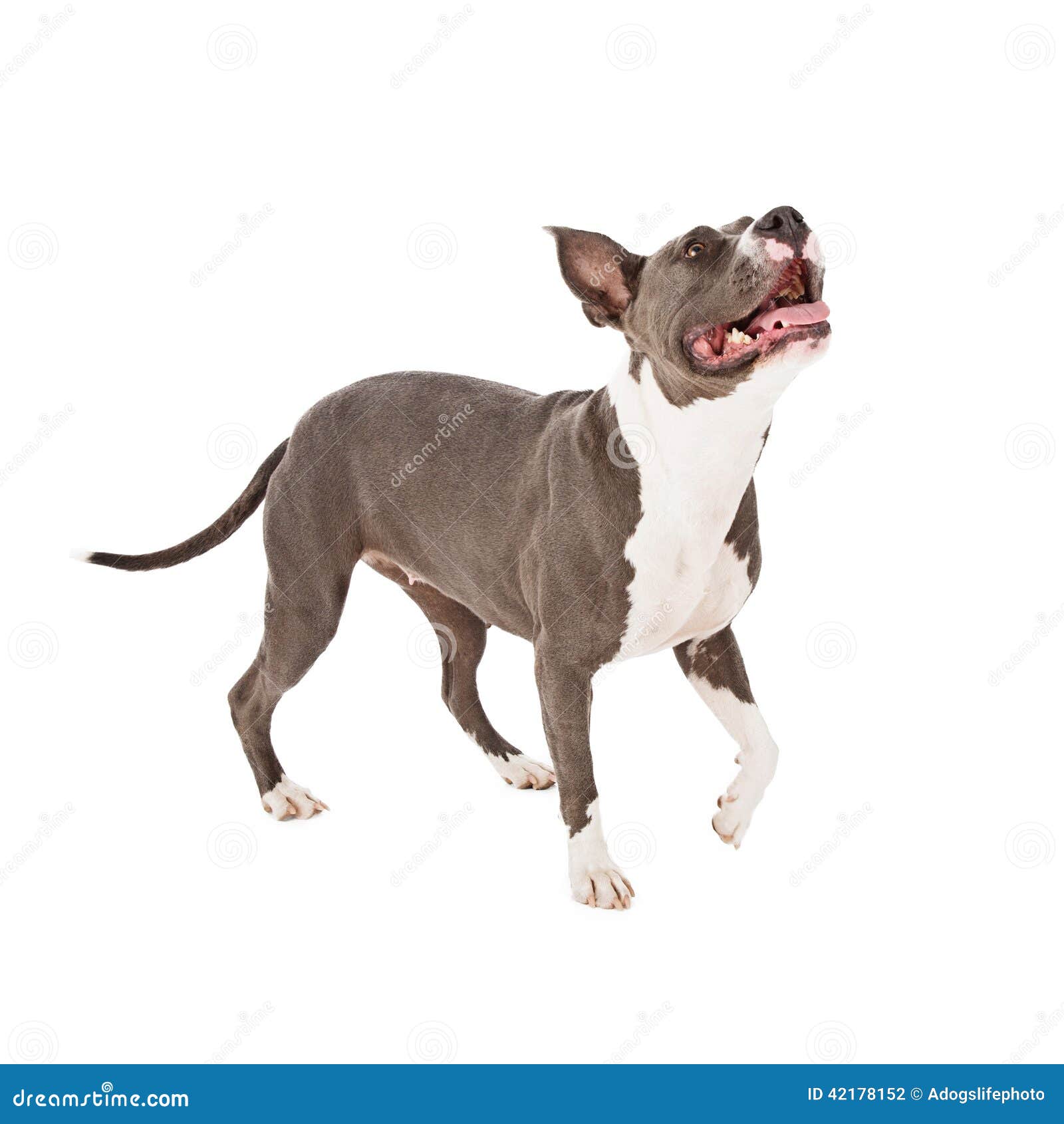 Pit Bull Dog Walking Looking Up Stock Photo - Image of standing, animal ...