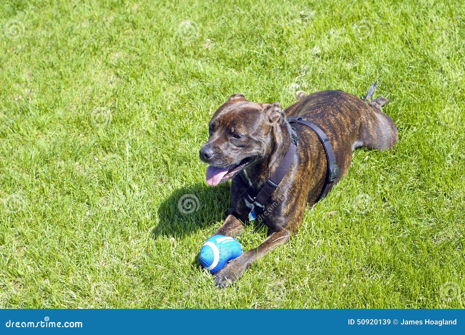 Pit bull dog with a ball stock image. Image of playing - 50920139