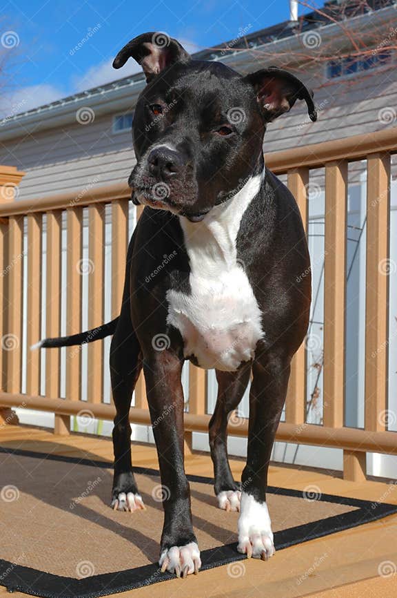 Pit Bull Lab Mix stock image. Image of security, mammal - 3876897