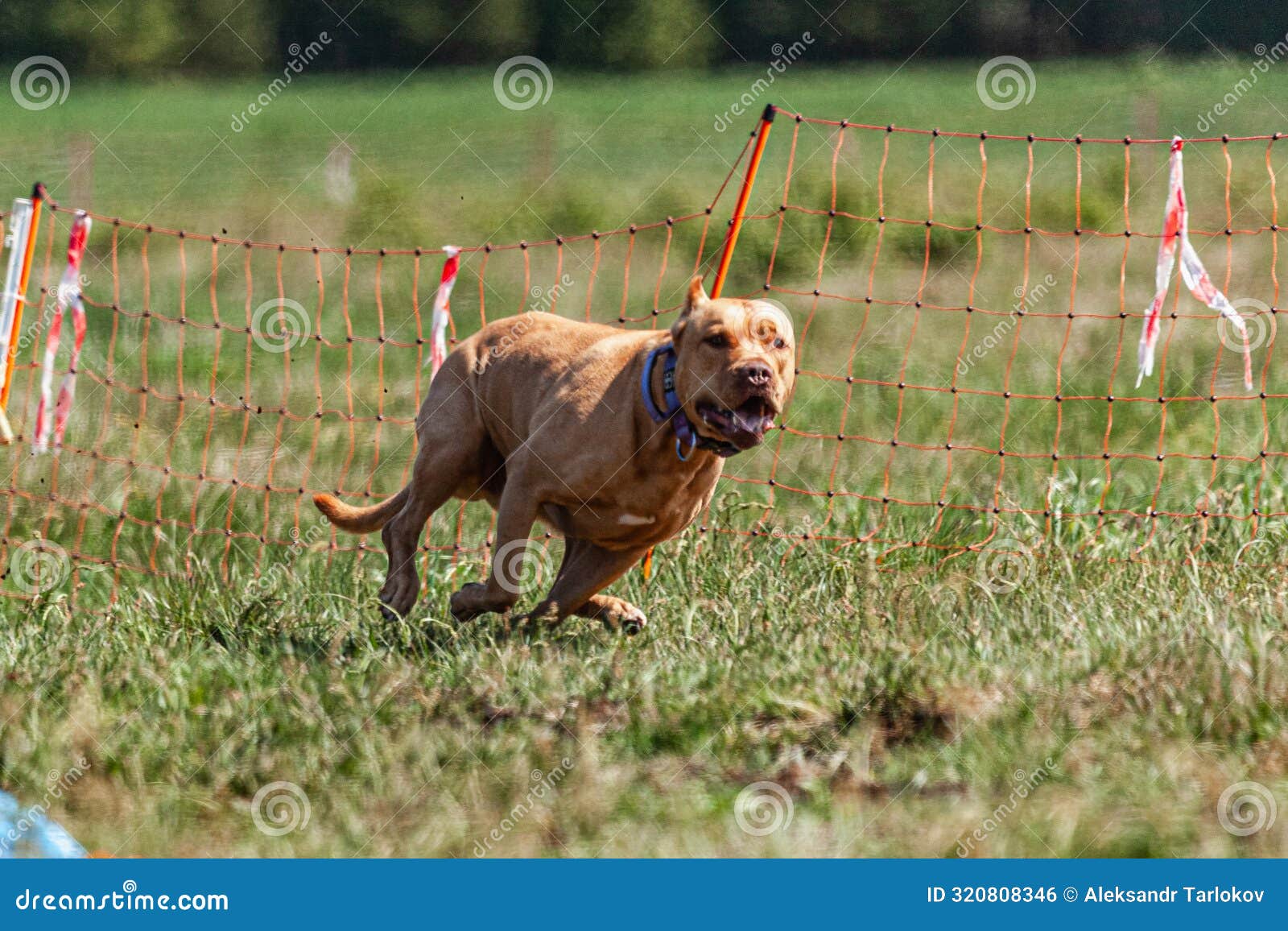 Pit Bull Lifted Off the Ground during the Dog Race Competition Stock ...