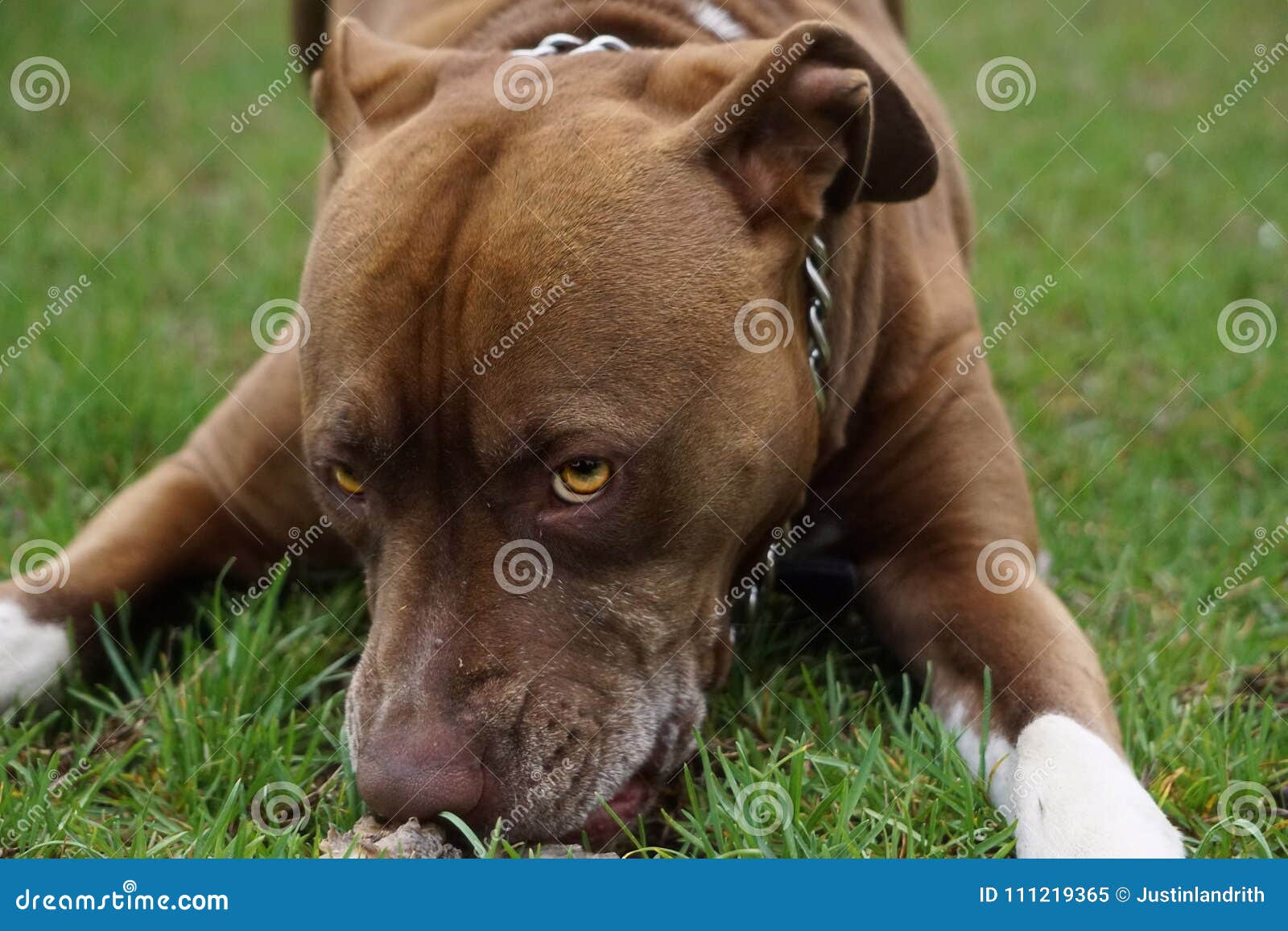 Pit Bull Playful Portrait stock image. Image of bull - 111219365