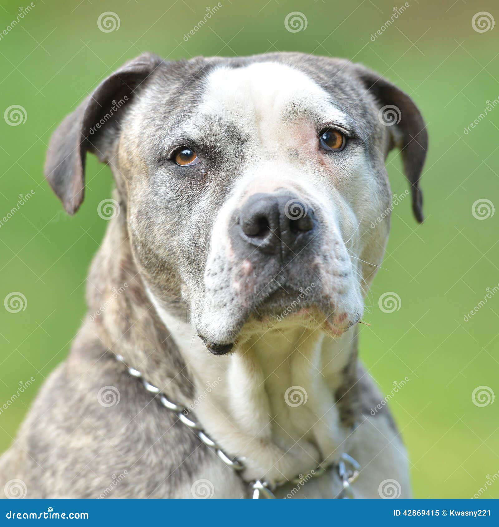 Pit bull stock image. Image of green, nature, american - 42869415