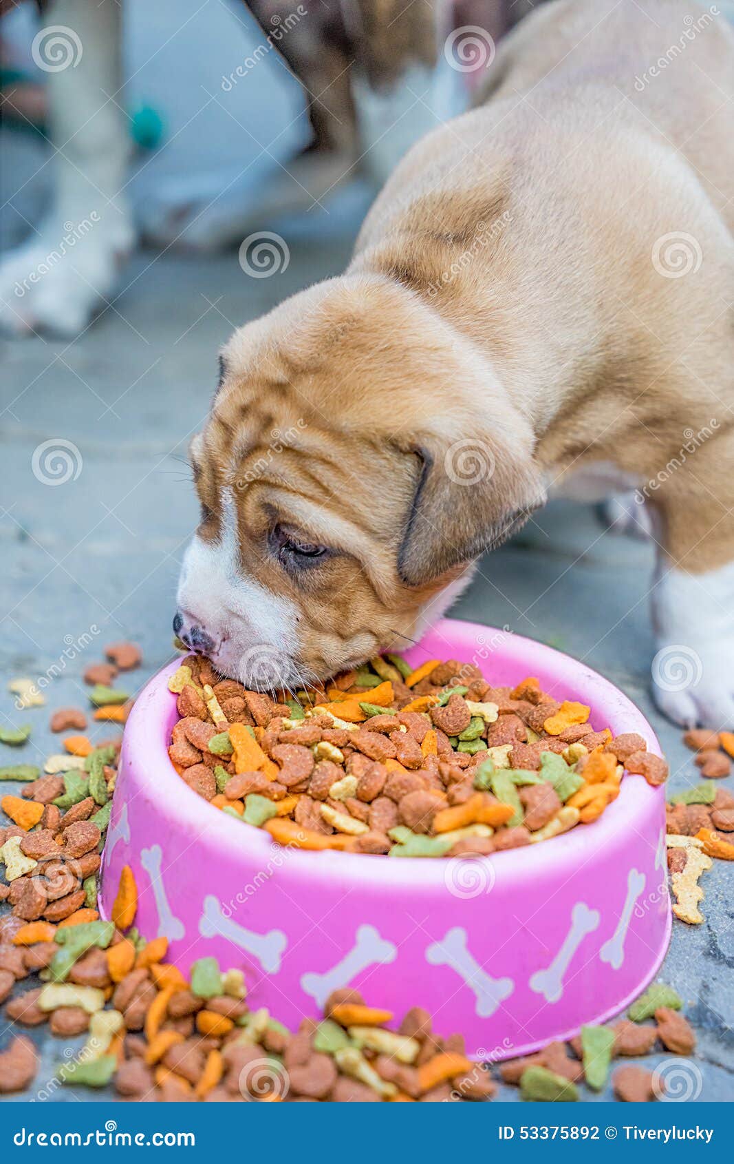 Pit bull puppy stock photo. Image of close, plate, canine - 53375892