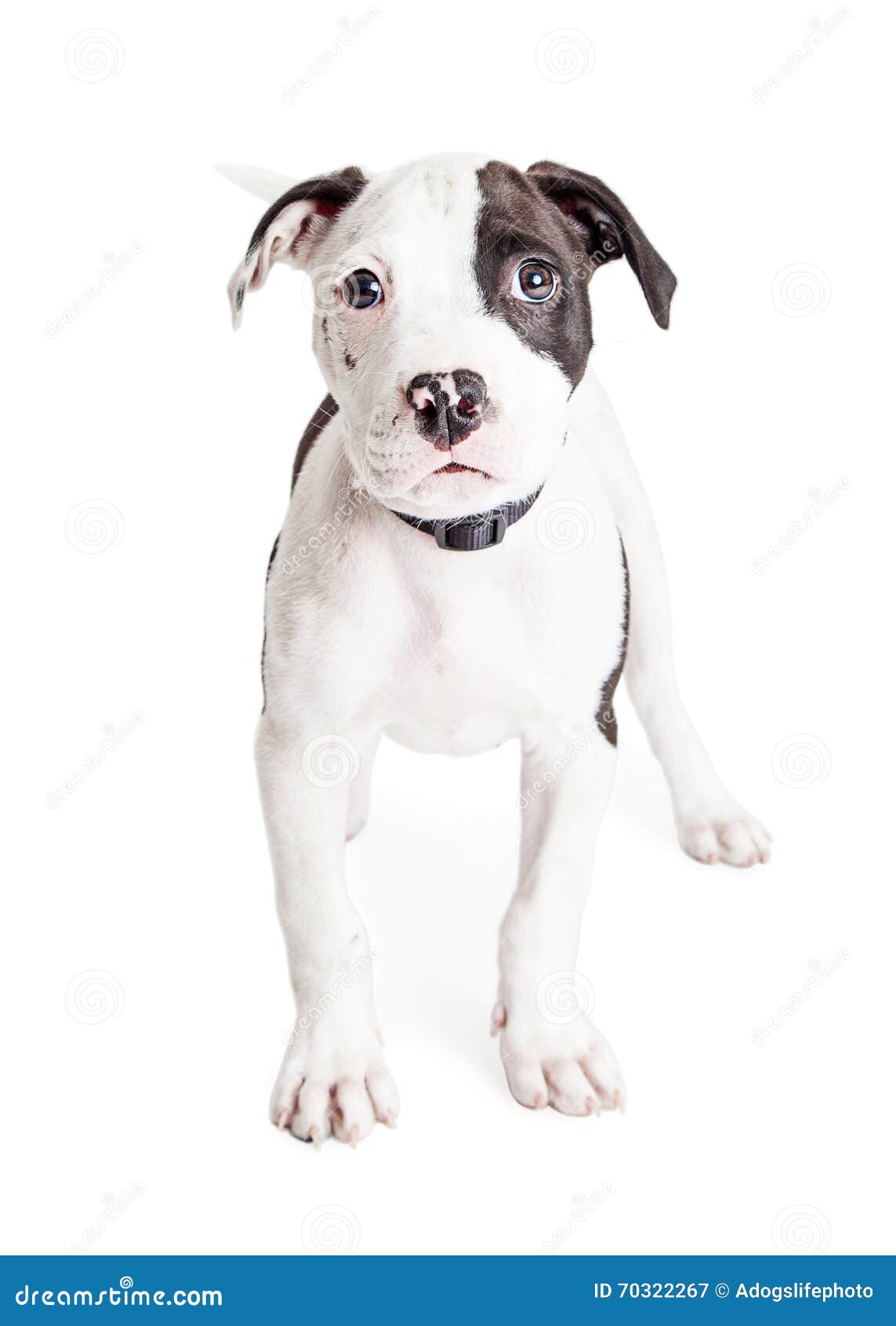 Pit Bull Puppy Looking stock image. Image of puppy, cute - 70322267