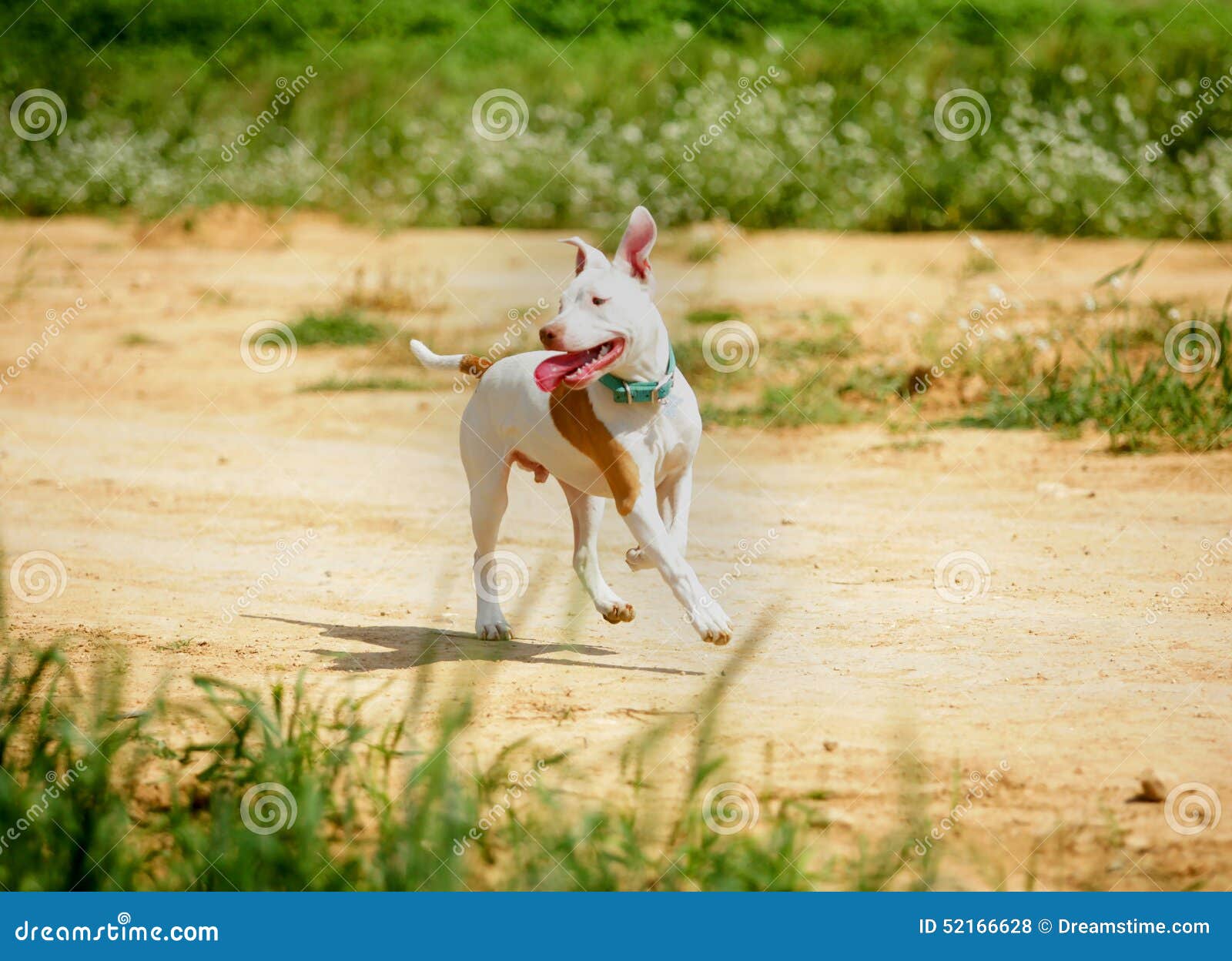 Pit bull puppy running stock photo. Image of outdoor - 52166628