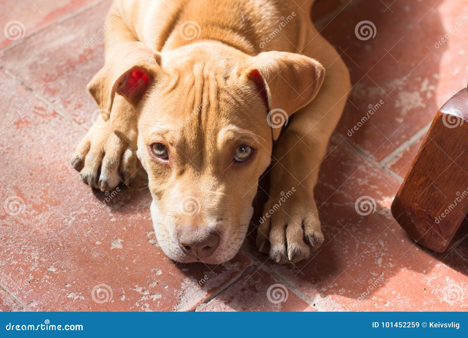 Pit bull puppy stock image. Image of bull, laying, house - 101452259
