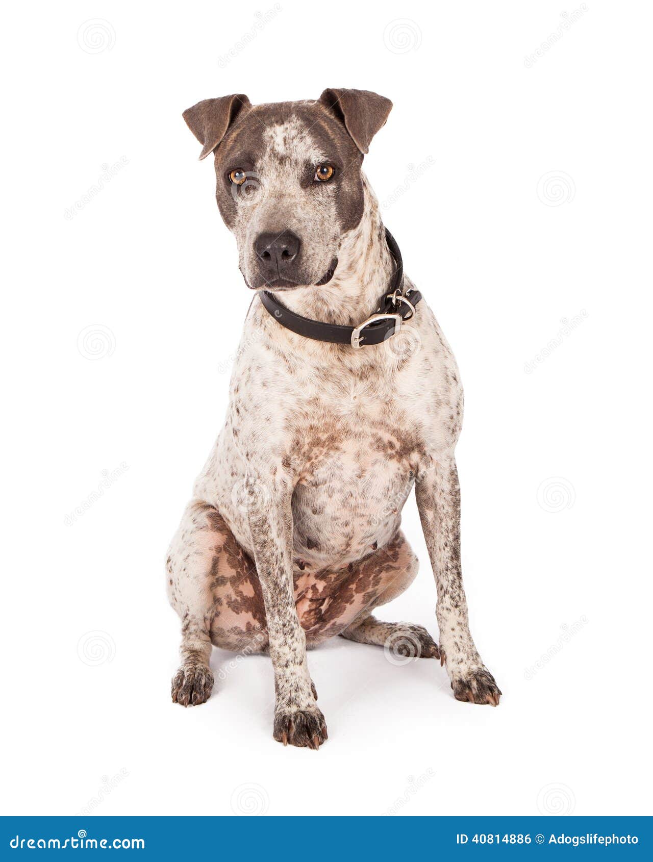 Pit Bull with Serious Expression Stock Photo - Image of staffordshire ...