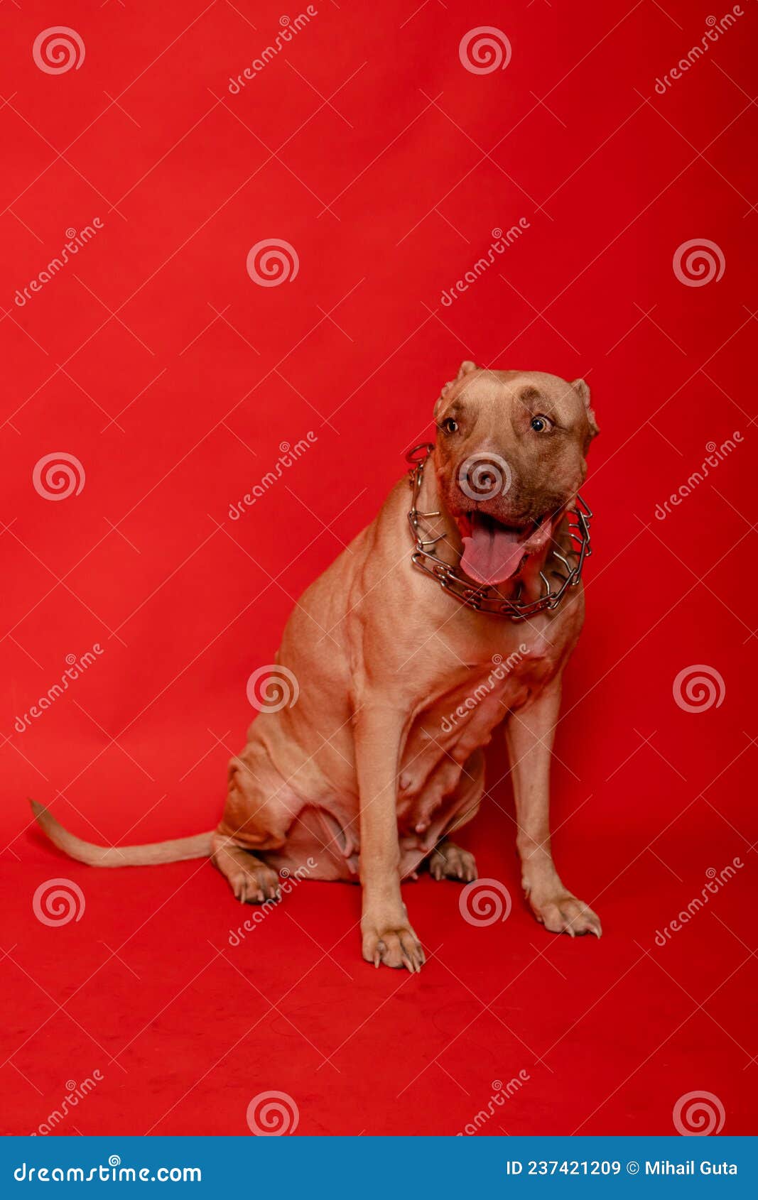 Pit Bull with a Sharp Collar Sits Isolated on a Red Background. the ...