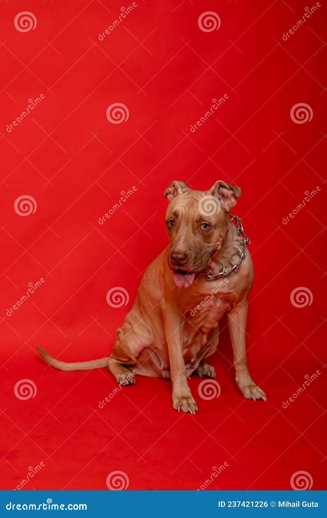 Pit Bull with a Sharp Collar Sits Isolated on a Red Background. the ...