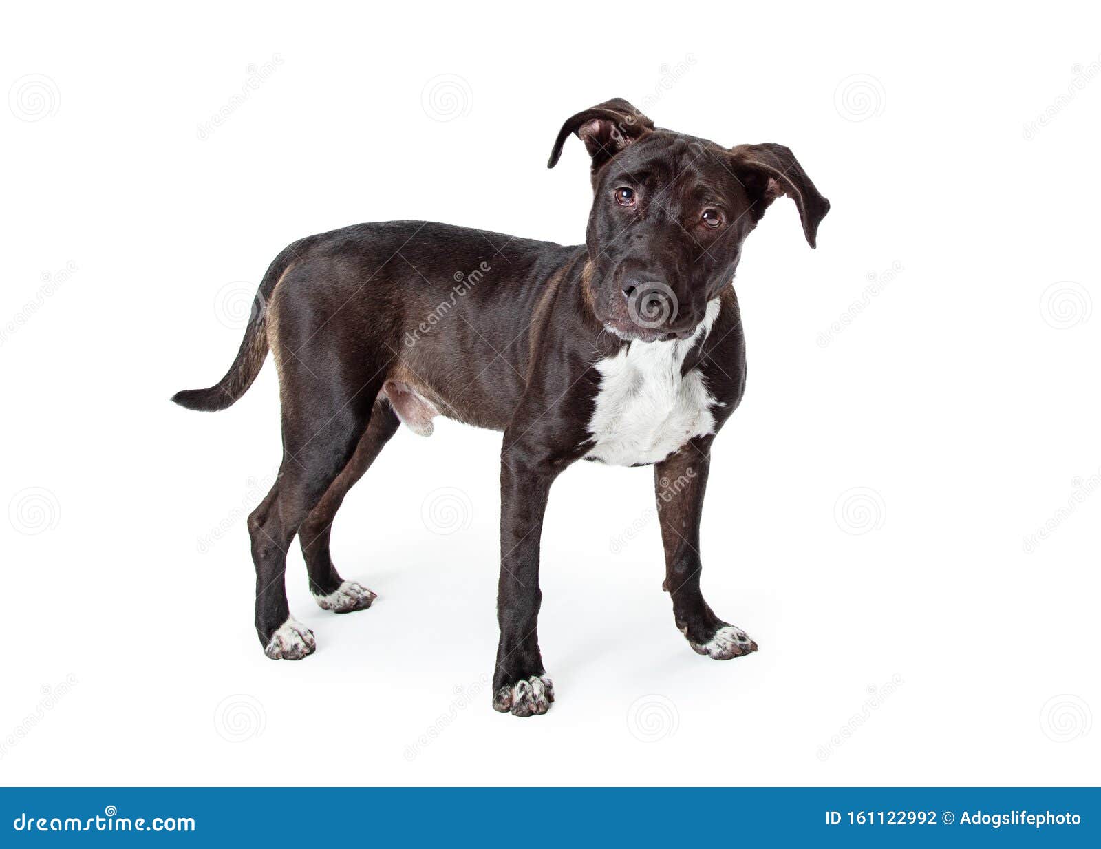 Pit Bull Standing Side Looking Forward Stock Photo - Image of isolated ...