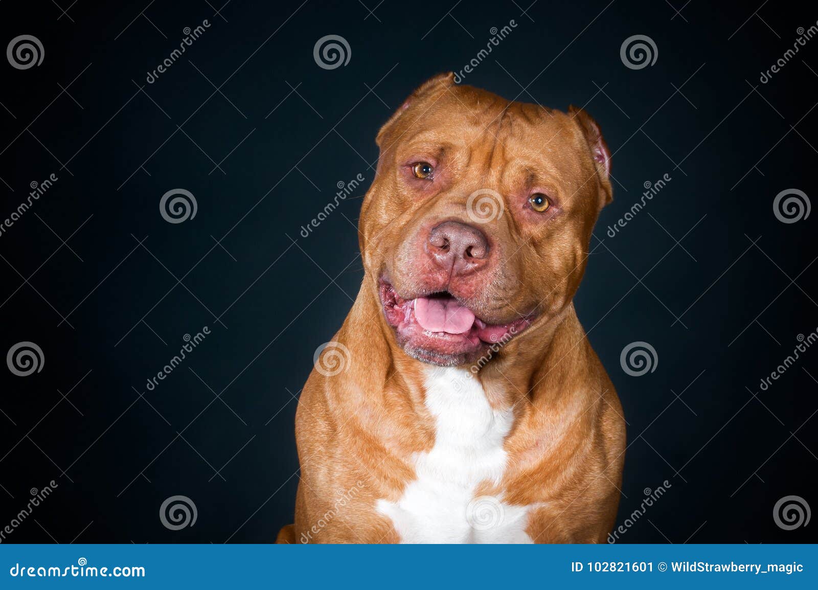 Pit bull in studio stock image. Image of chest, breed - 102821601