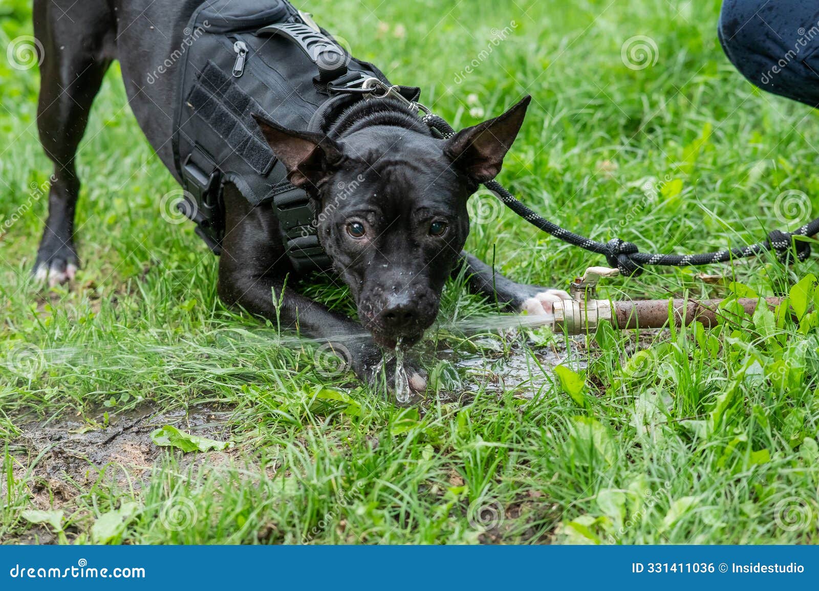 Pit Bull Terrier Breed Dog Drinks from a Pipe Outdoors. Stock Photo ...