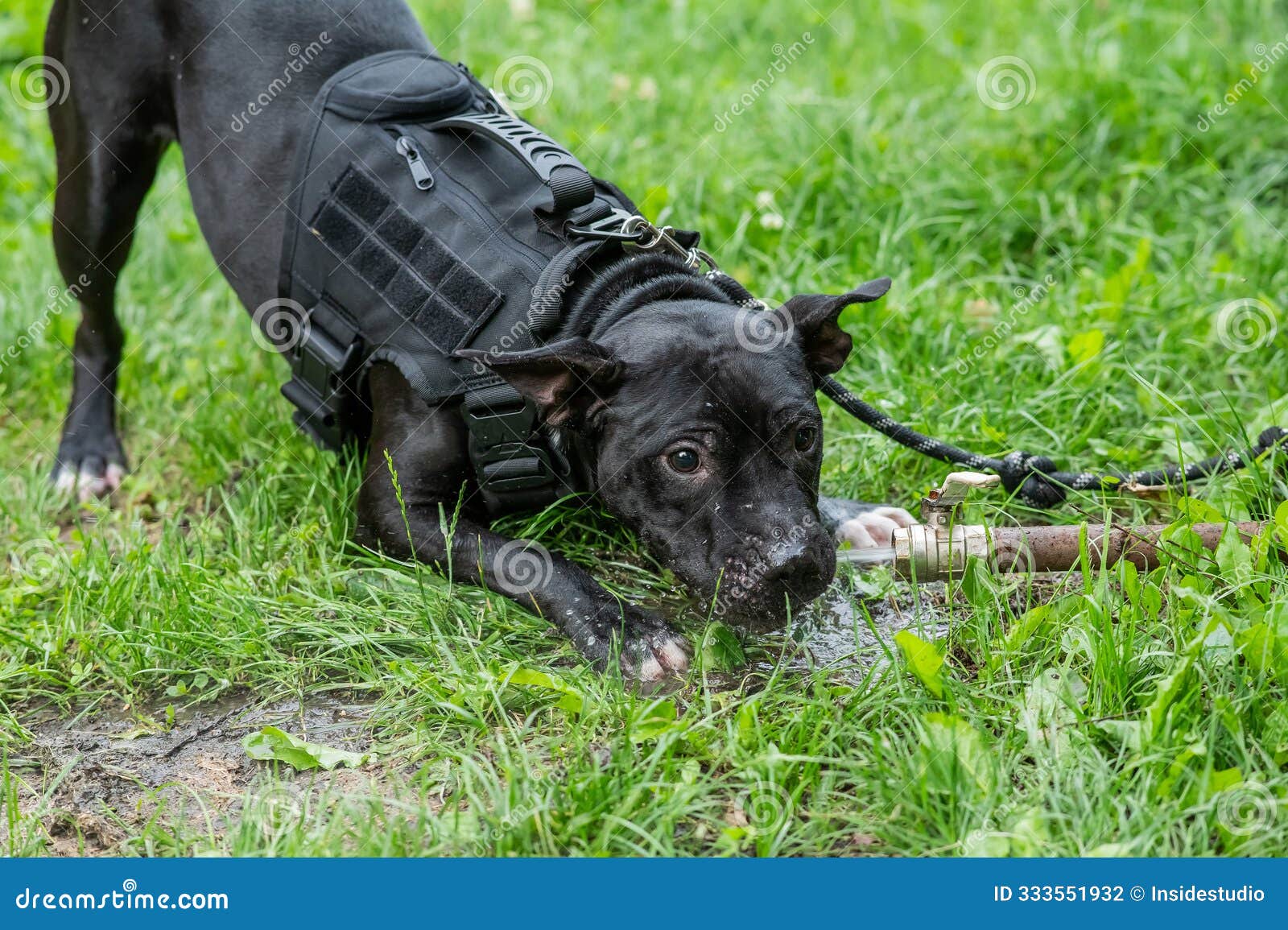 Pit Bull Terrier Breed Dog Drinks from a Pipe Outdoors. Stock Photo ...