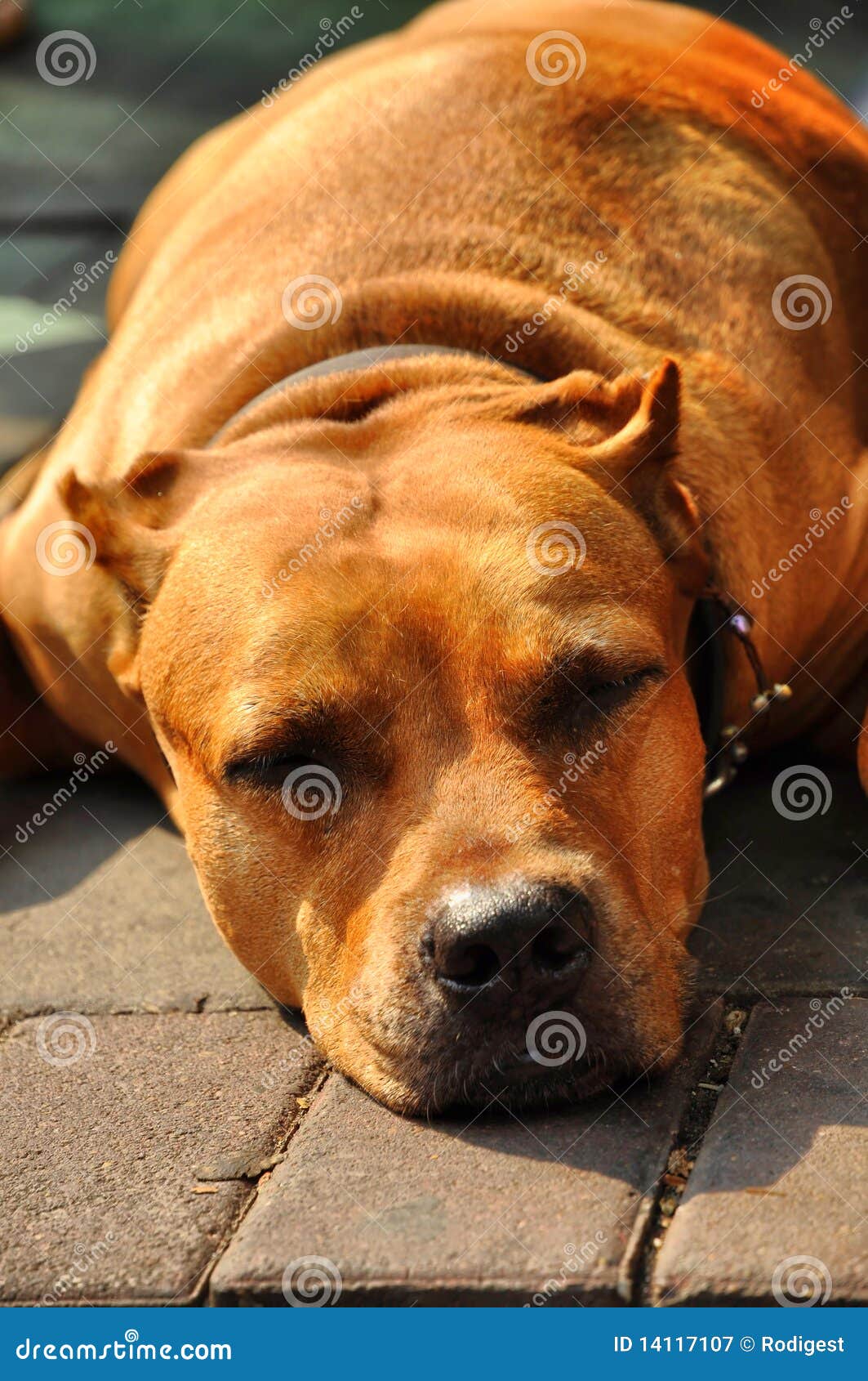 Pit Bull Terrier Flop Brown Head Stock Image - Image of pause, lazy ...