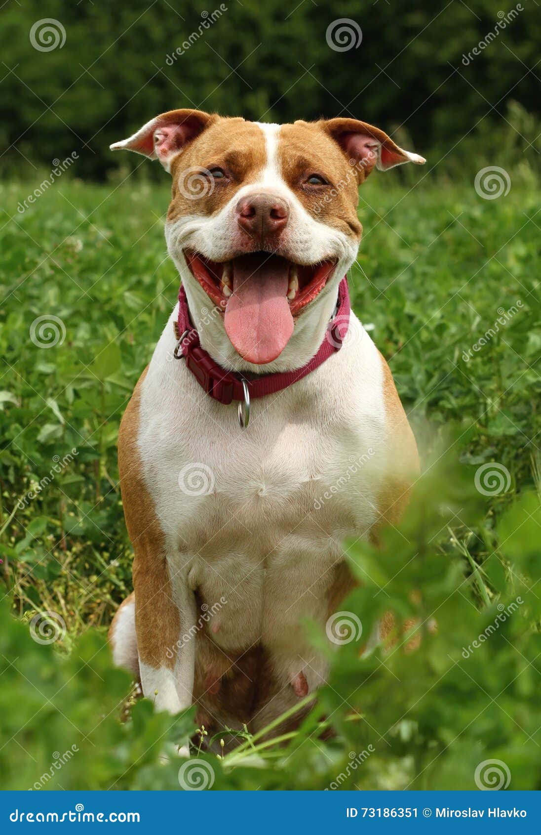 Pit bull terrier happy stock image. Image of happy, terrier - 73186351