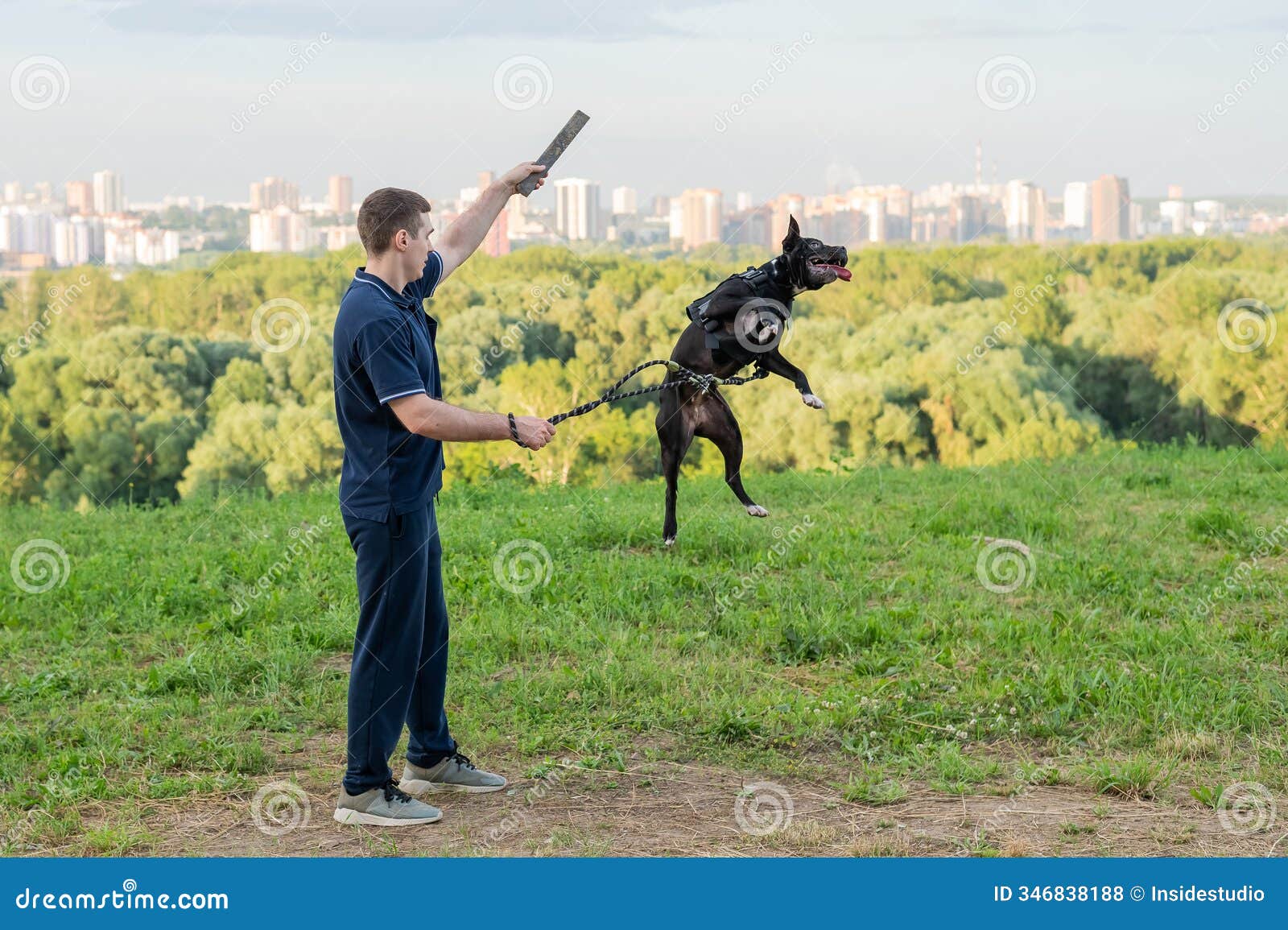 Pit Bull Terrier Jumps for a Stick. Guy Training a Dog. Stock Photo ...