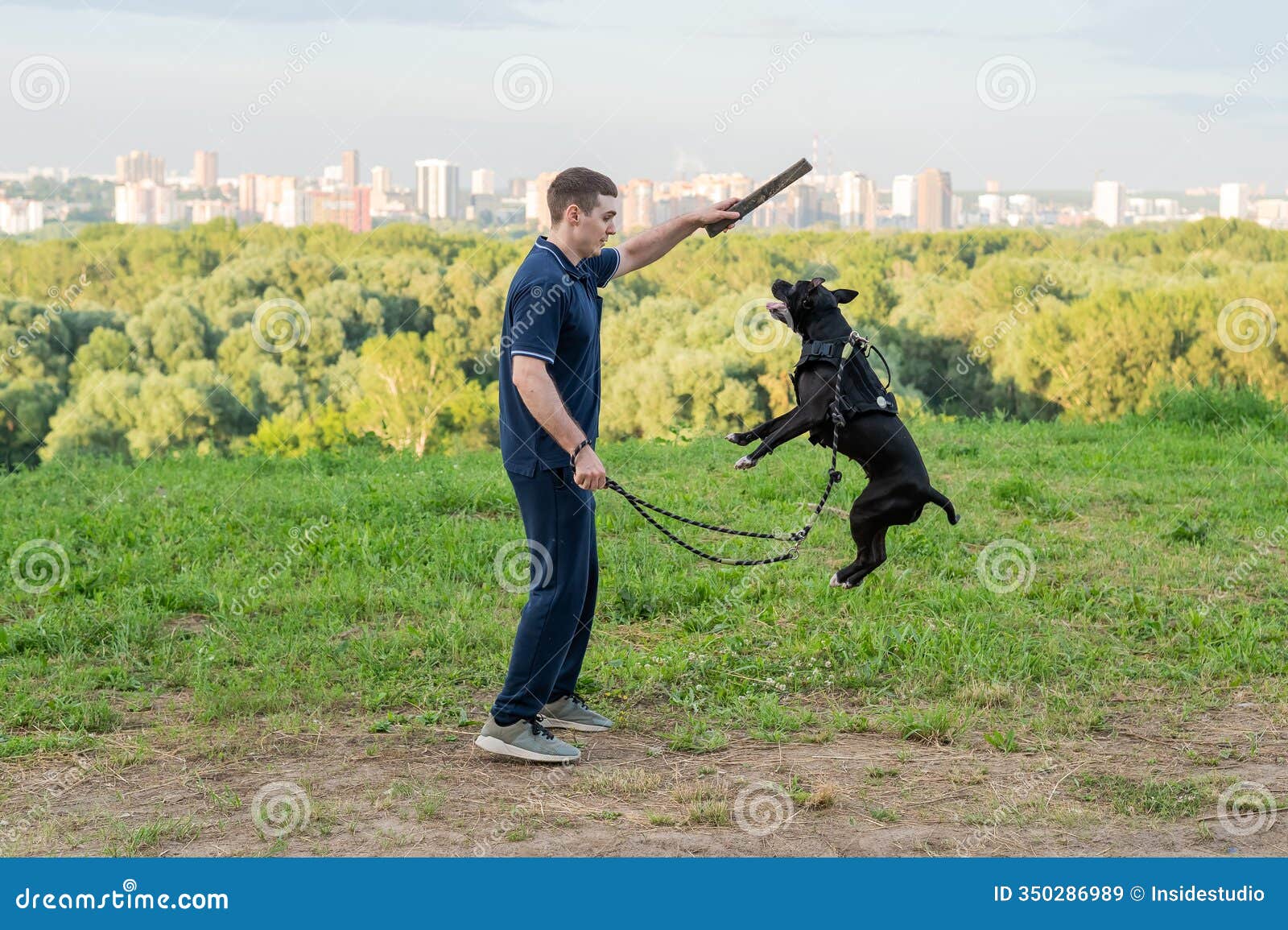 Pit Bull Terrier Jumps for a Stick. Guy Training a Dog. Stock Image ...