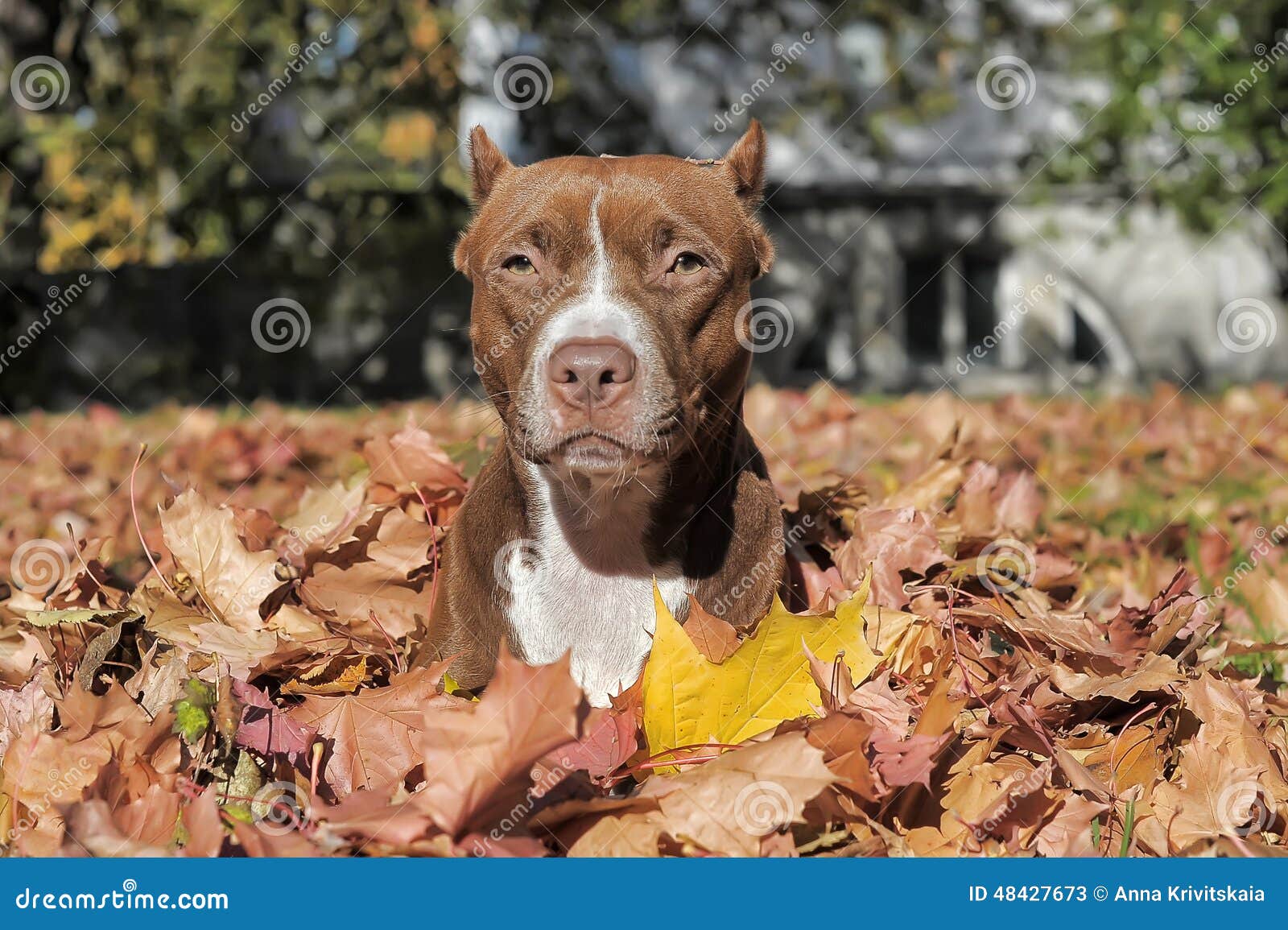 Pit Bull Terrier and Leaf Fall Stock Image - Image of cutout, attentive ...