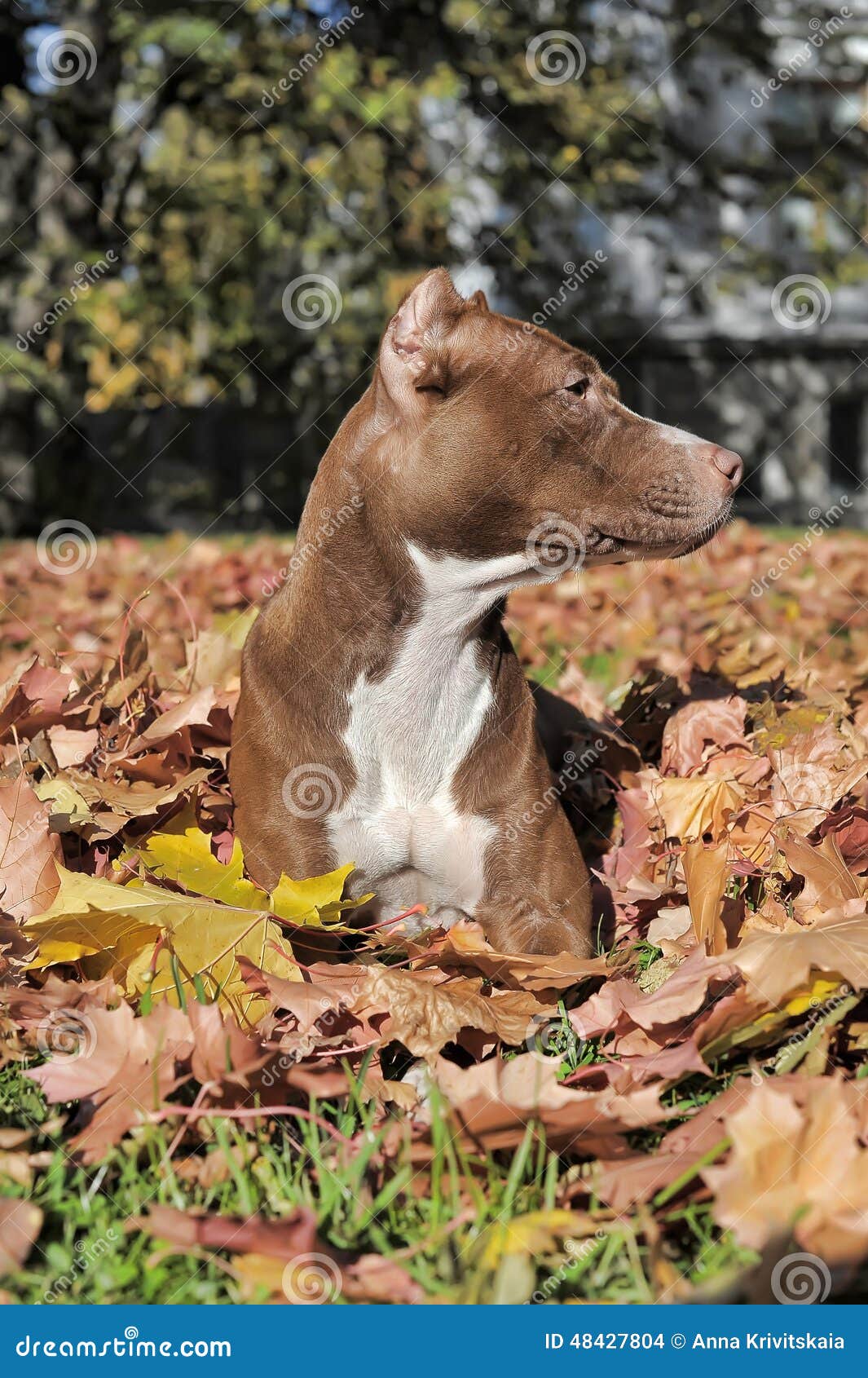 Pit Bull Terrier and Leaf Fall Stock Photo - Image of indoors, american ...