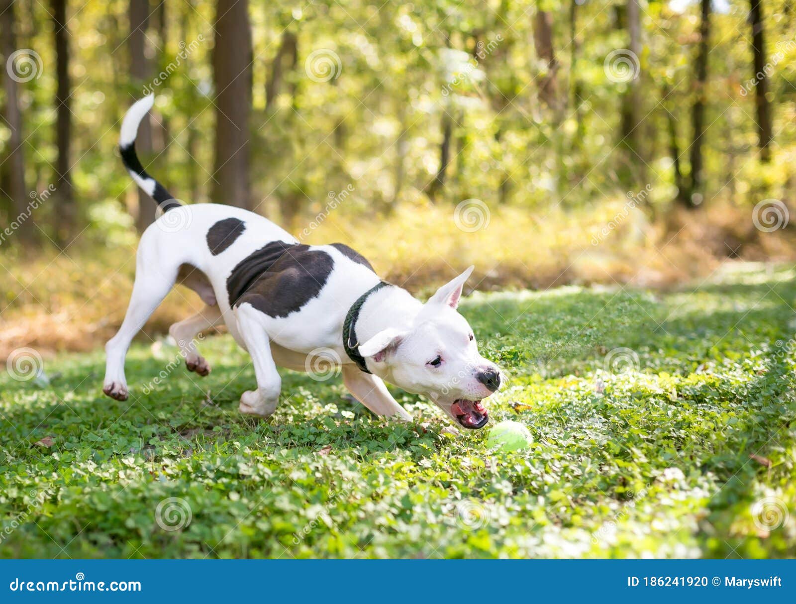 Dog Chasing Ball On The Beach Royalty-Free Stock Photo | CartoonDealer ...