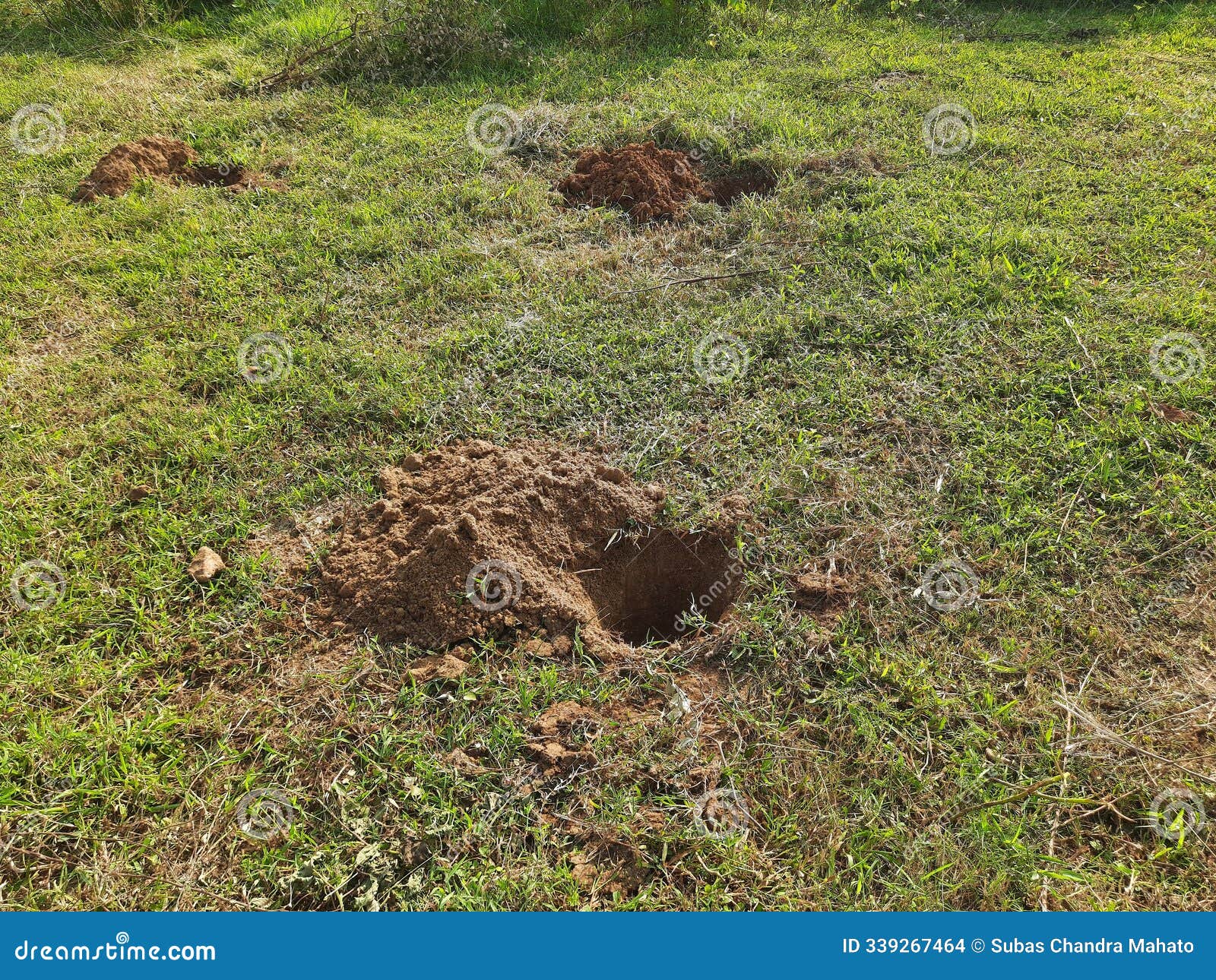 A Pit Dug for Planting a Sapling. Stock Photo - Image of ground, nature ...