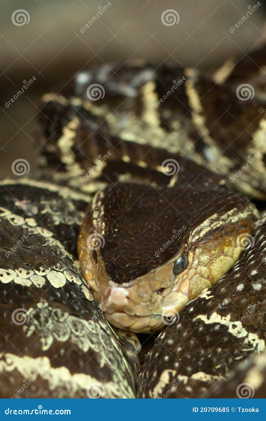 Pit viper stock image. Image of head, venomous, poisonous - 20709685