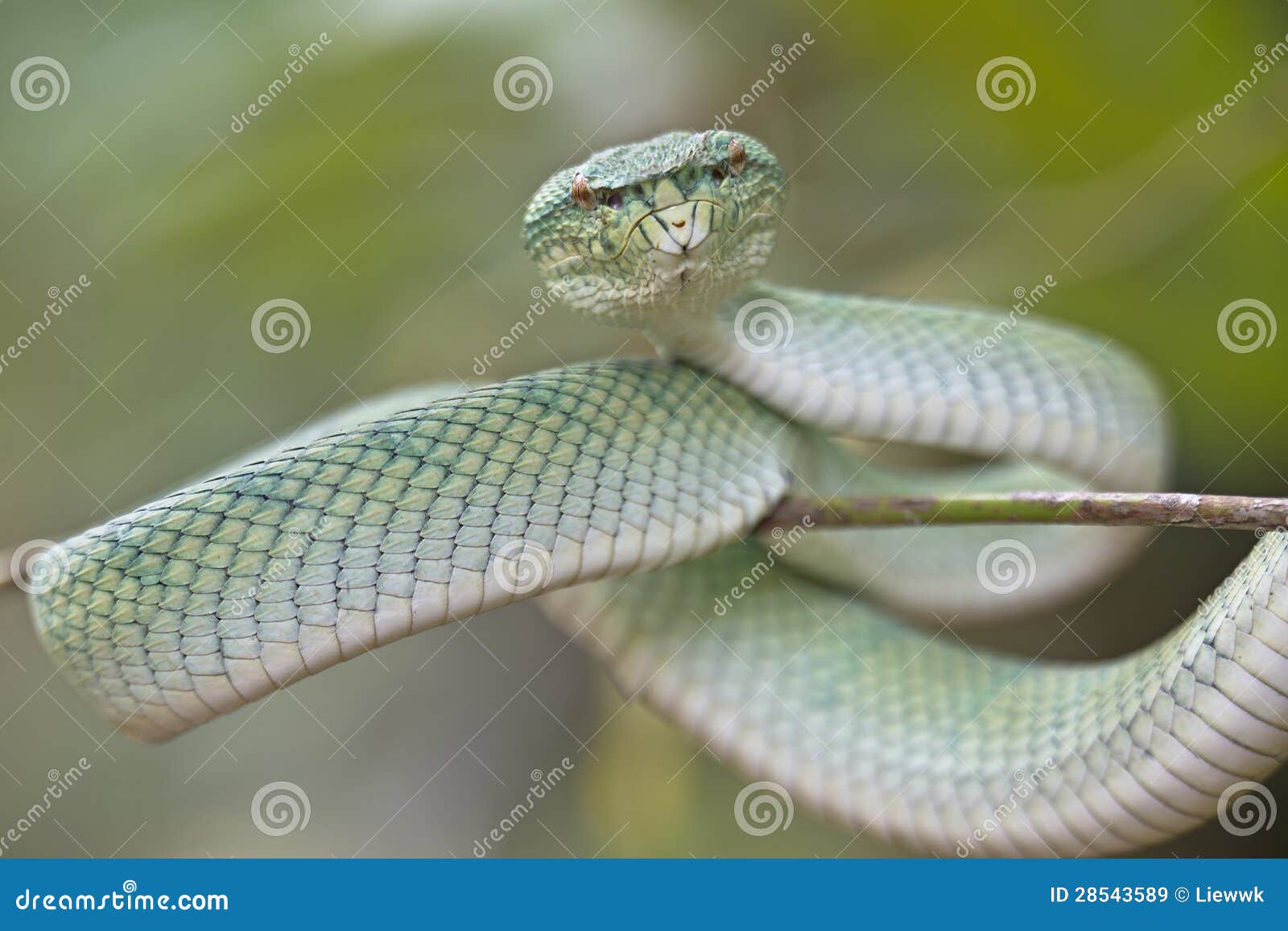 Pit Viper stock image. Image of furcata, snake, reptiles - 28543589