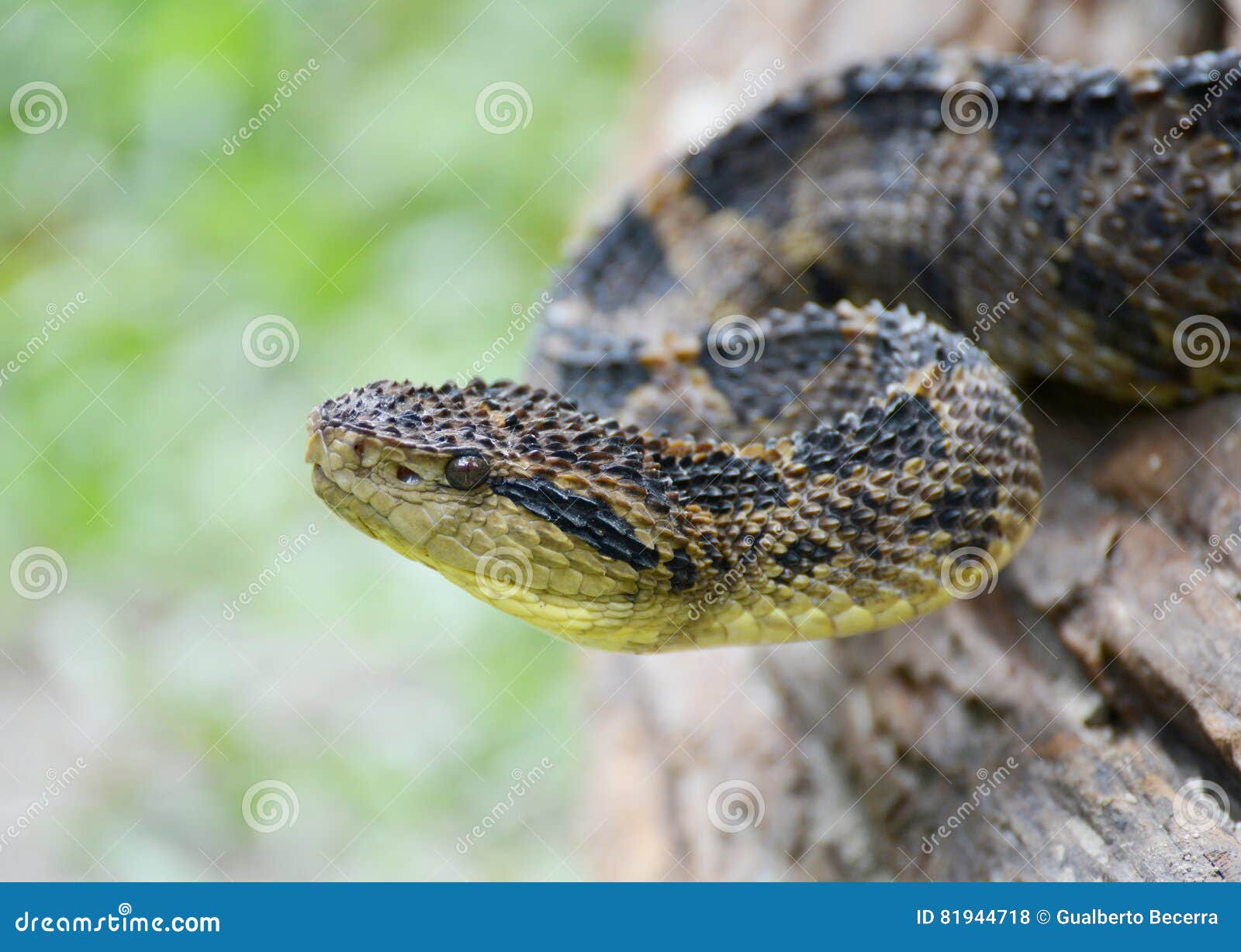 Pit Viper Atropoides Mexicanus Sautant Photo stock - Image du yeux ...