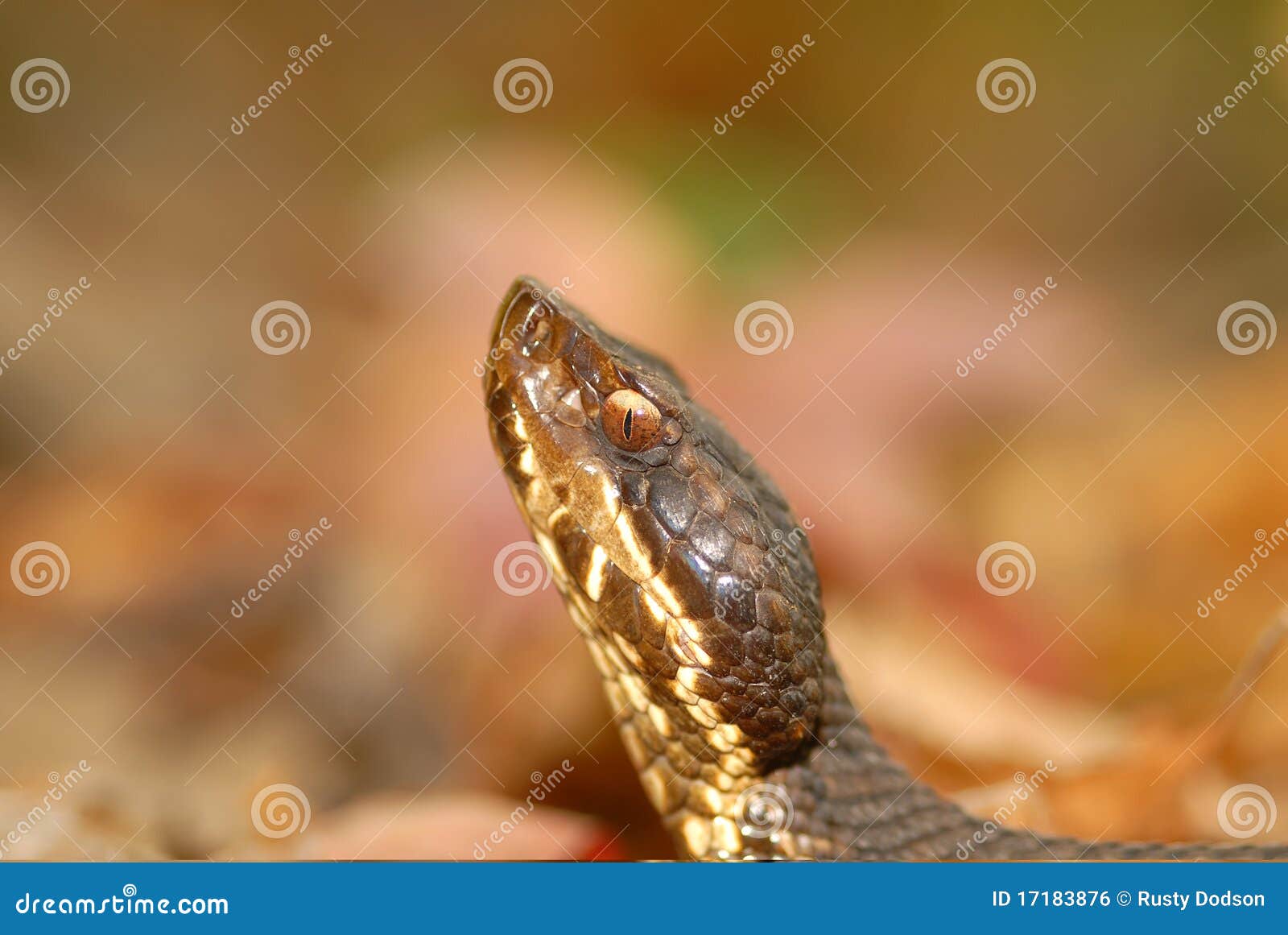 Pit Viper Portrait stock photo. Image of wild, moccasin - 17183876