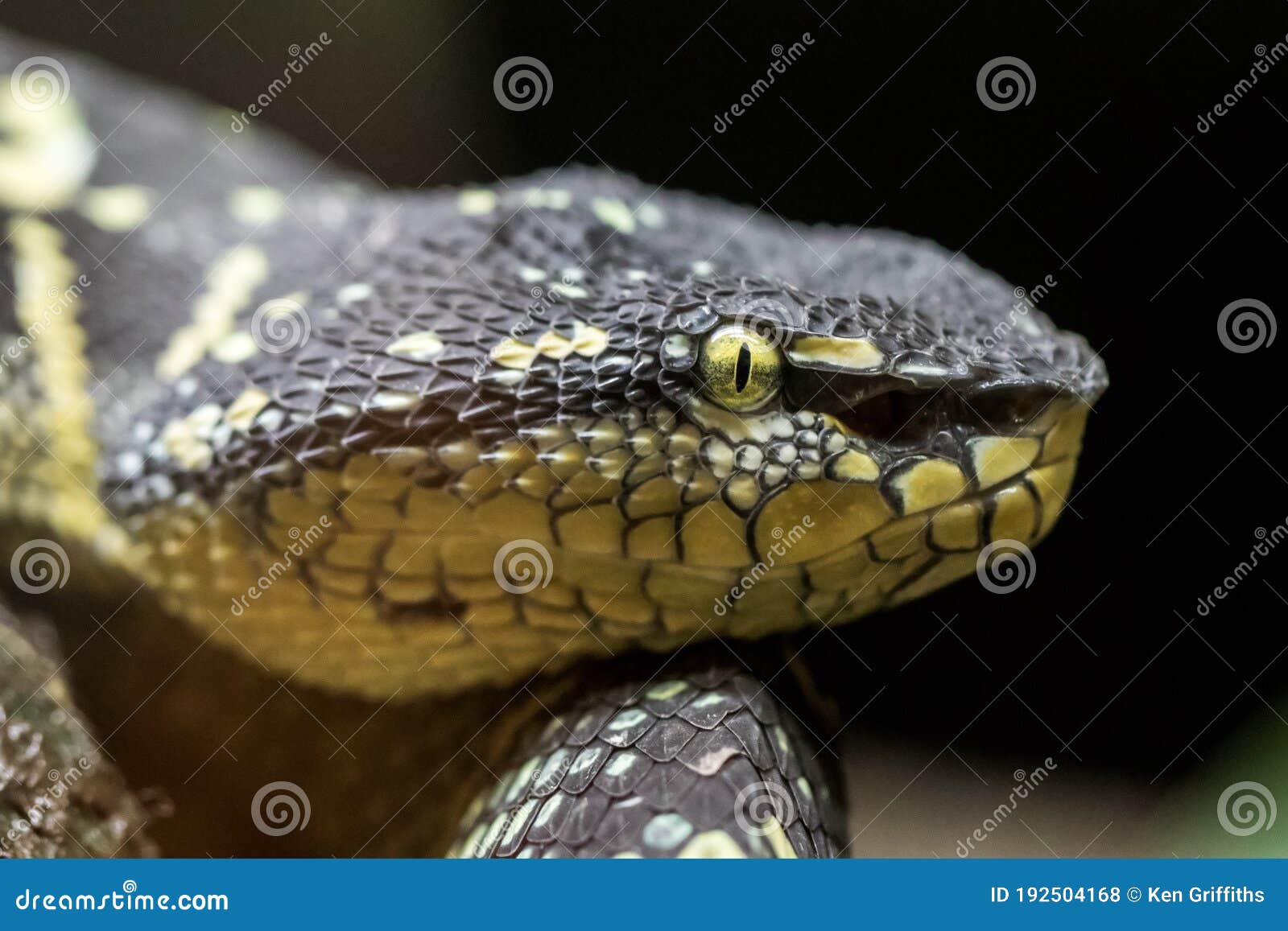 Pit Viper snake stock photo. Image of serpent, nature - 192504168
