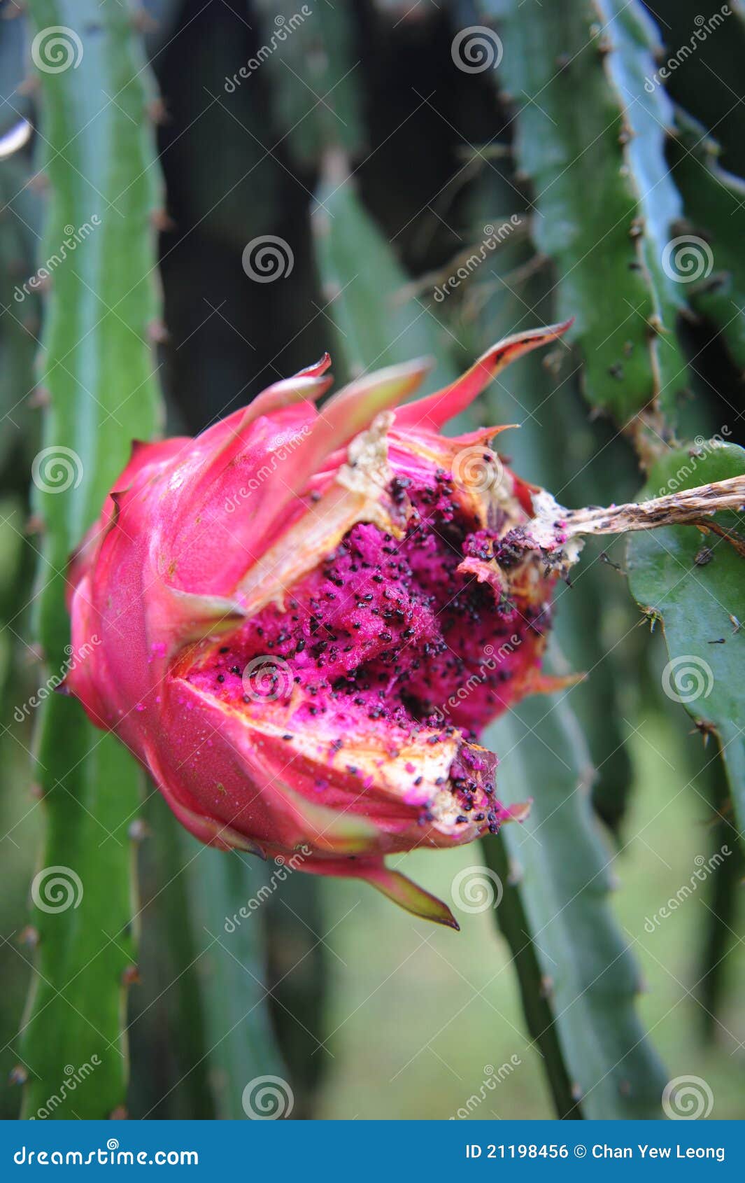 Pitahaya fruit stock photo. Image of agriculture, plant - 21198456