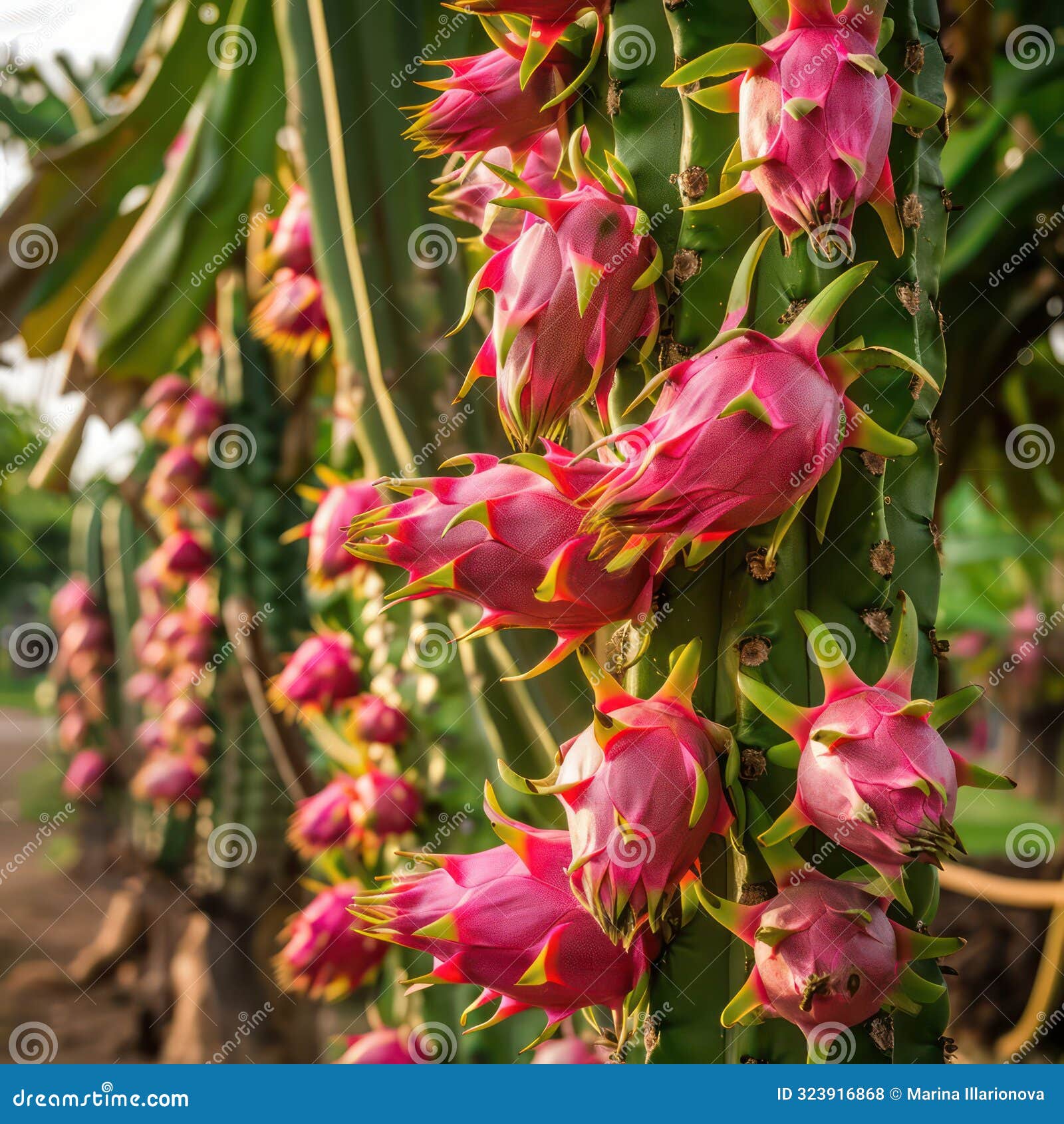 Pitahaya Grow on Cacti. Orchard with Dragon Fruit Harvest. Generative ...